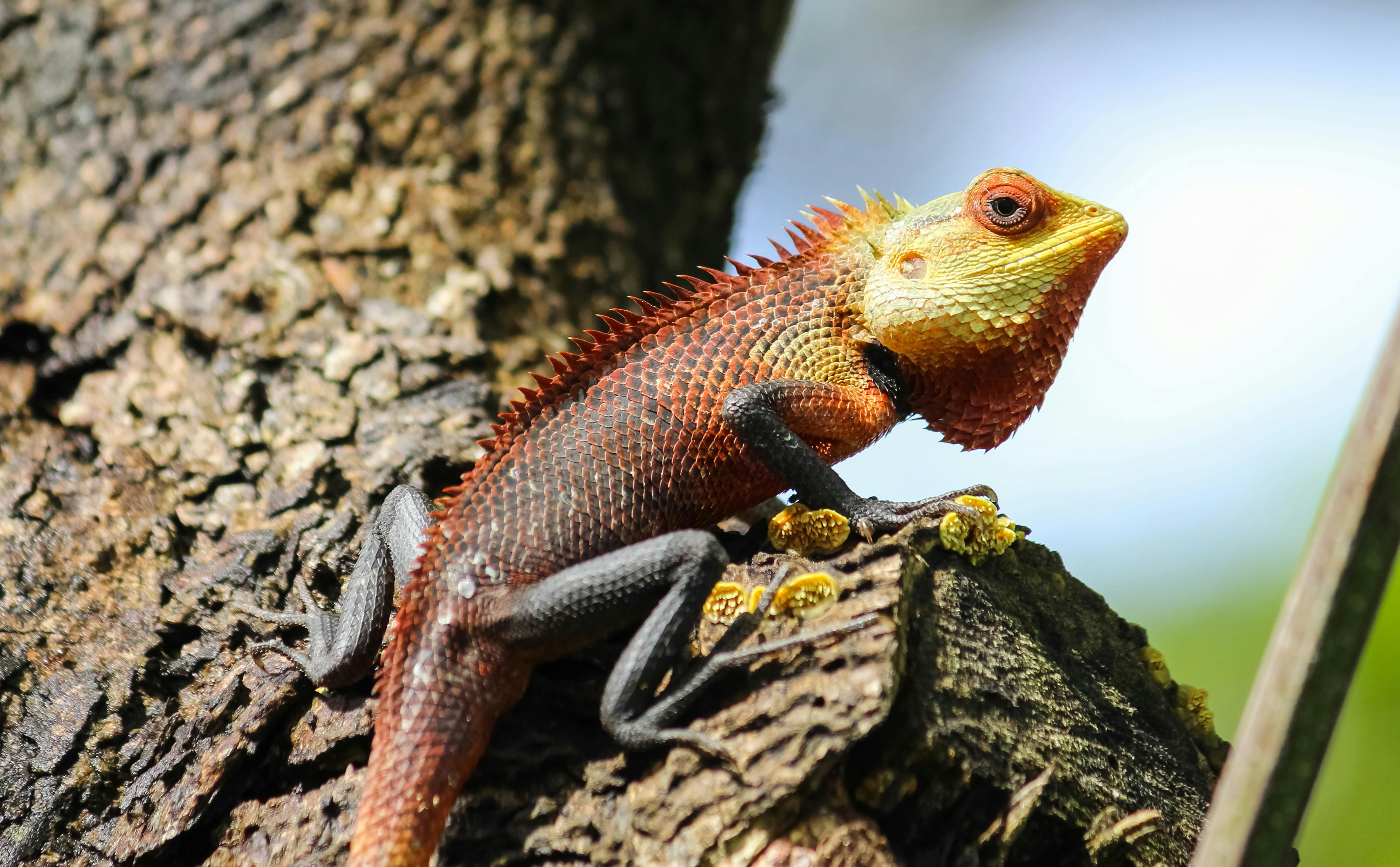 Close-Up Shot Of A Reptile · Free Stock Photo