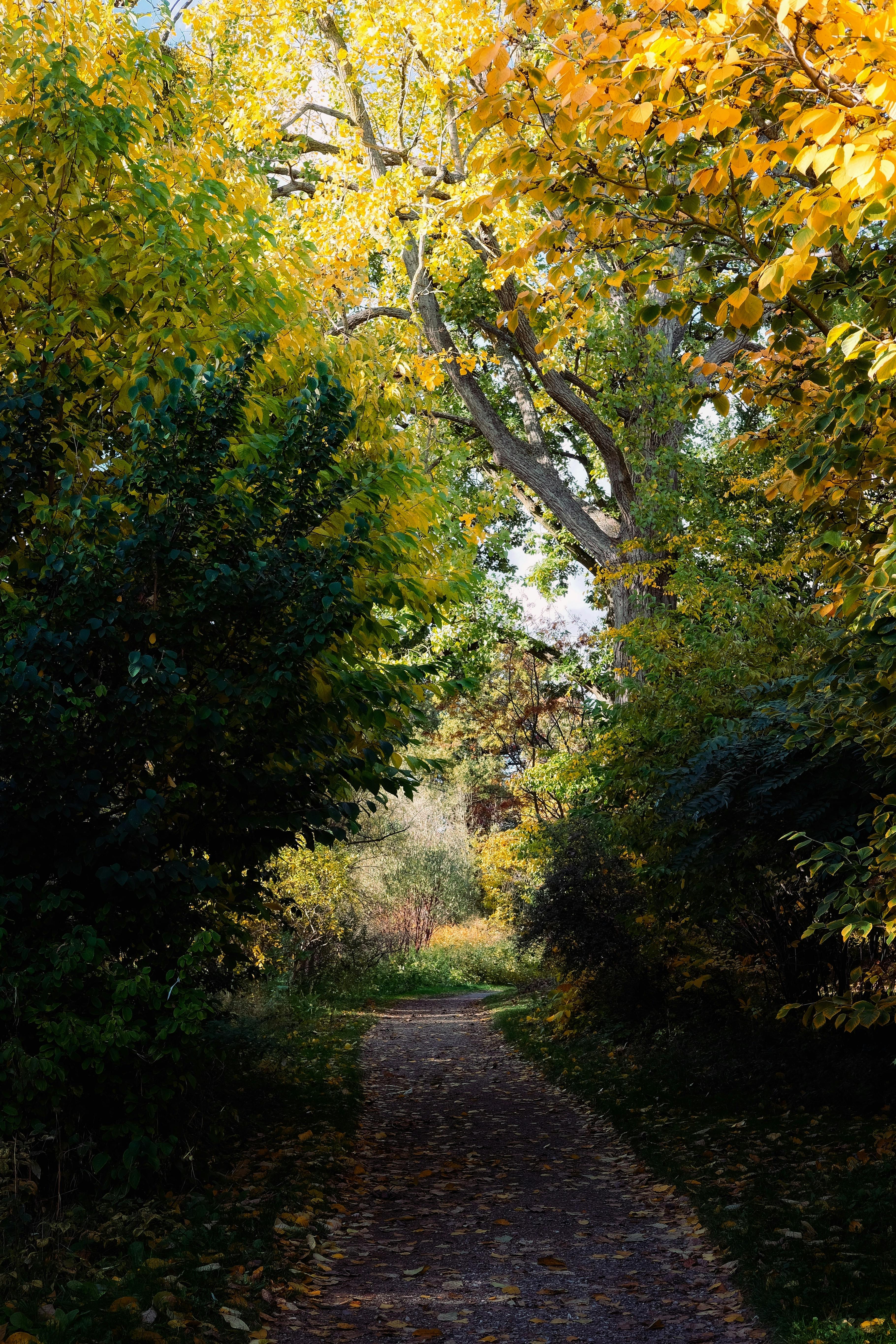 A Pathway Between Trees · Free Stock Photo