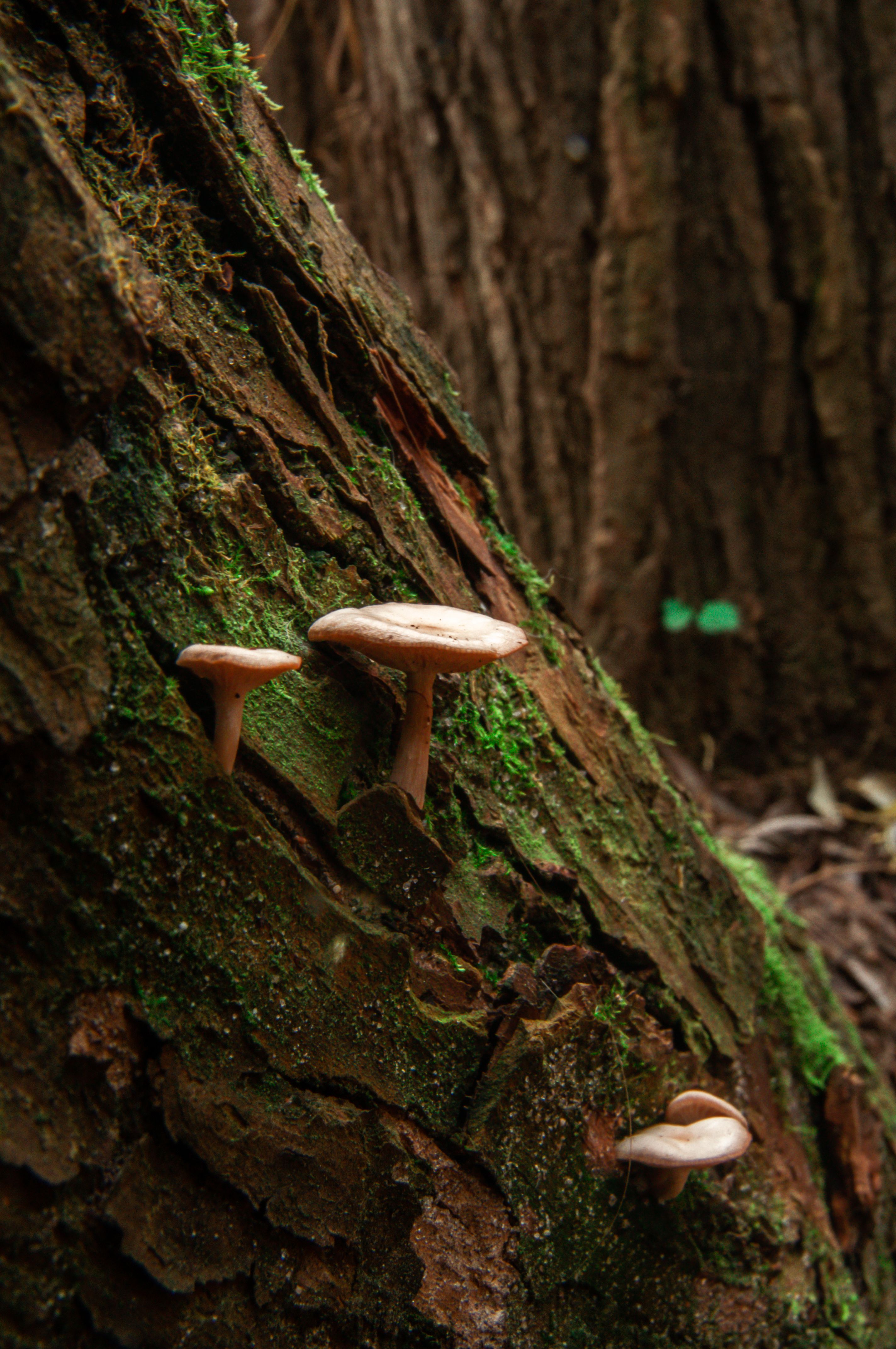 Close-Up Photo of Mushrooms on a Tree Bark · Free Stock Photo