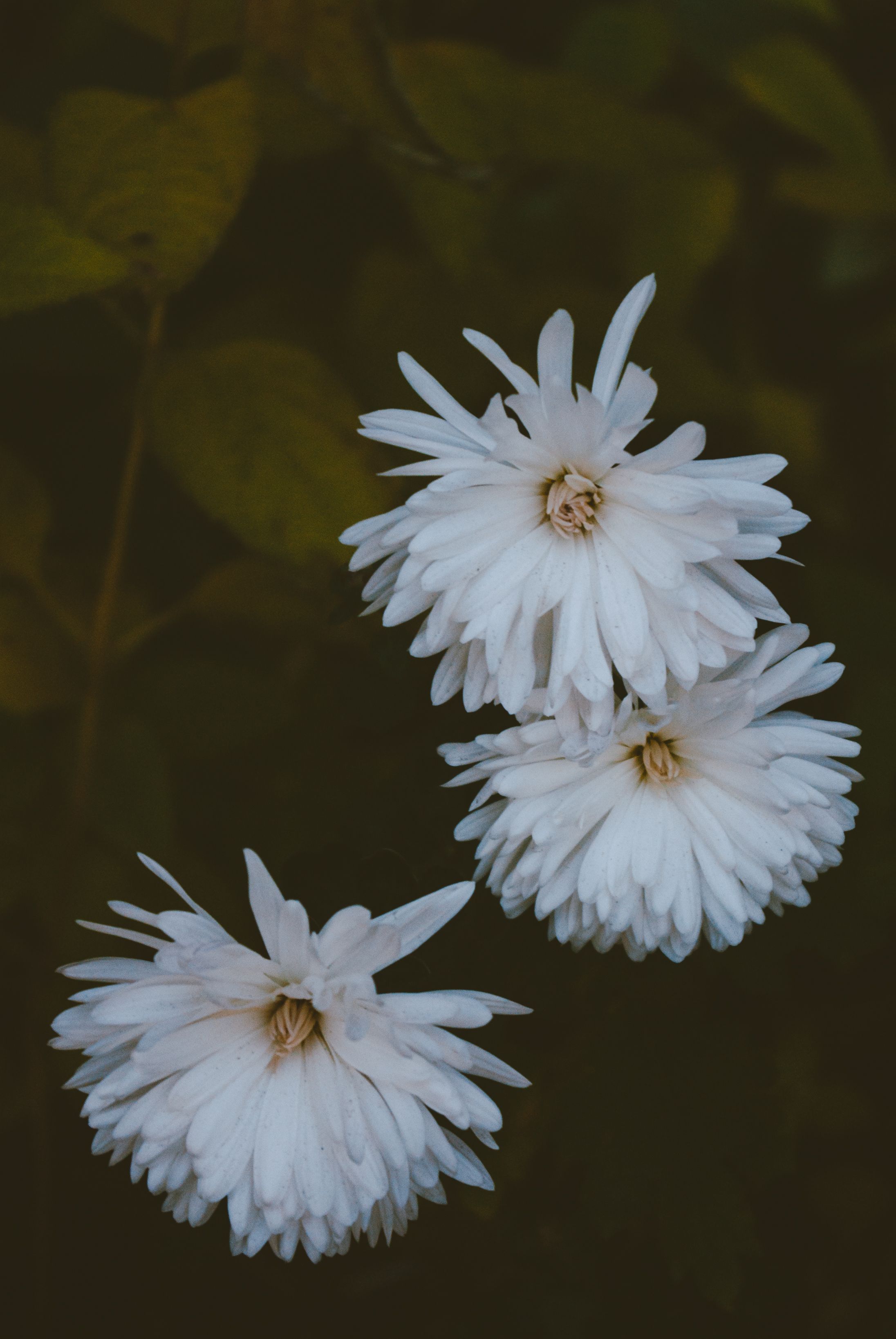 A Scarlet Star Flower in Bloom · Free Stock Photo