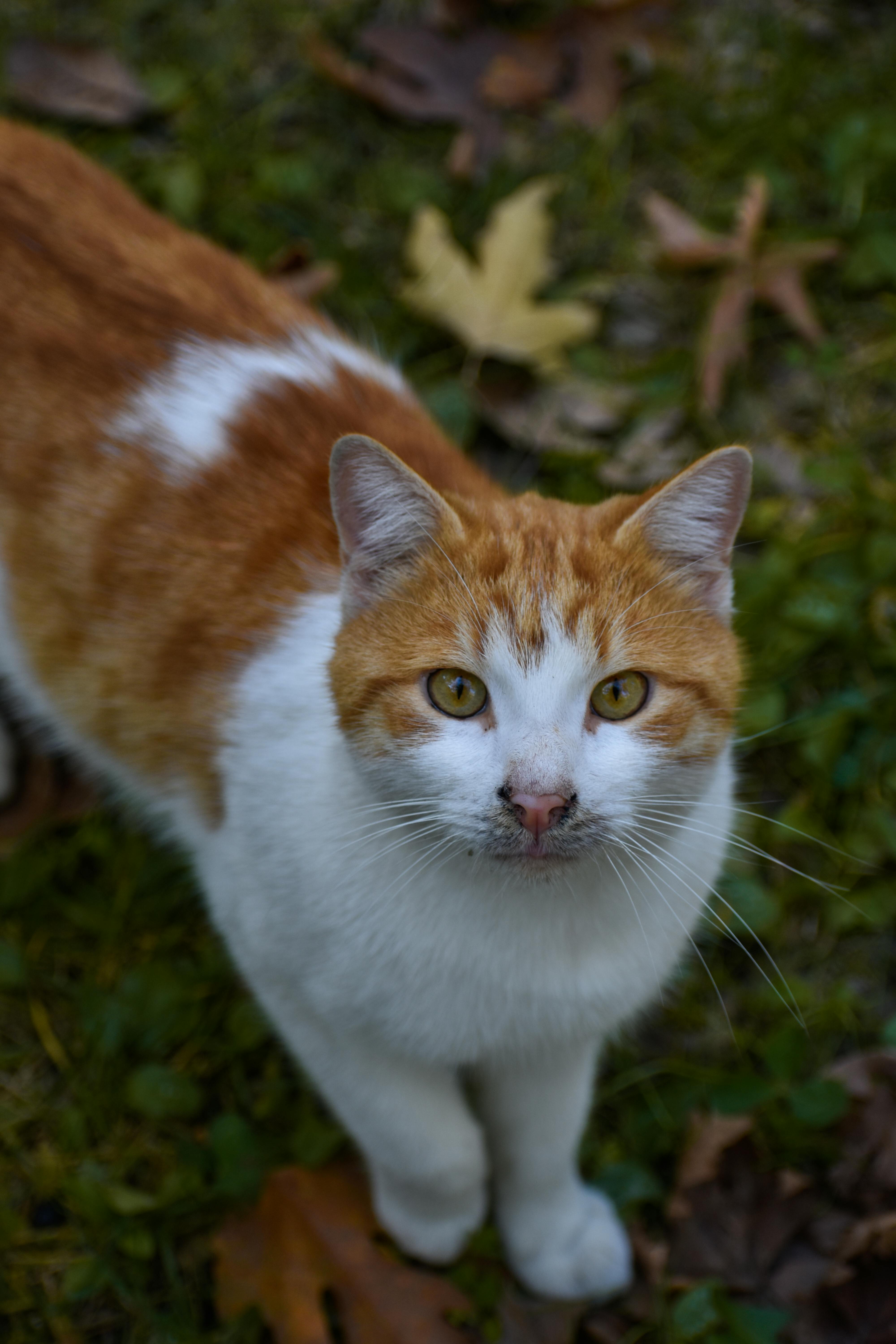 Fotografia De Foco Raso De Gato Cinza Na Caixa · Foto profissional gratuita