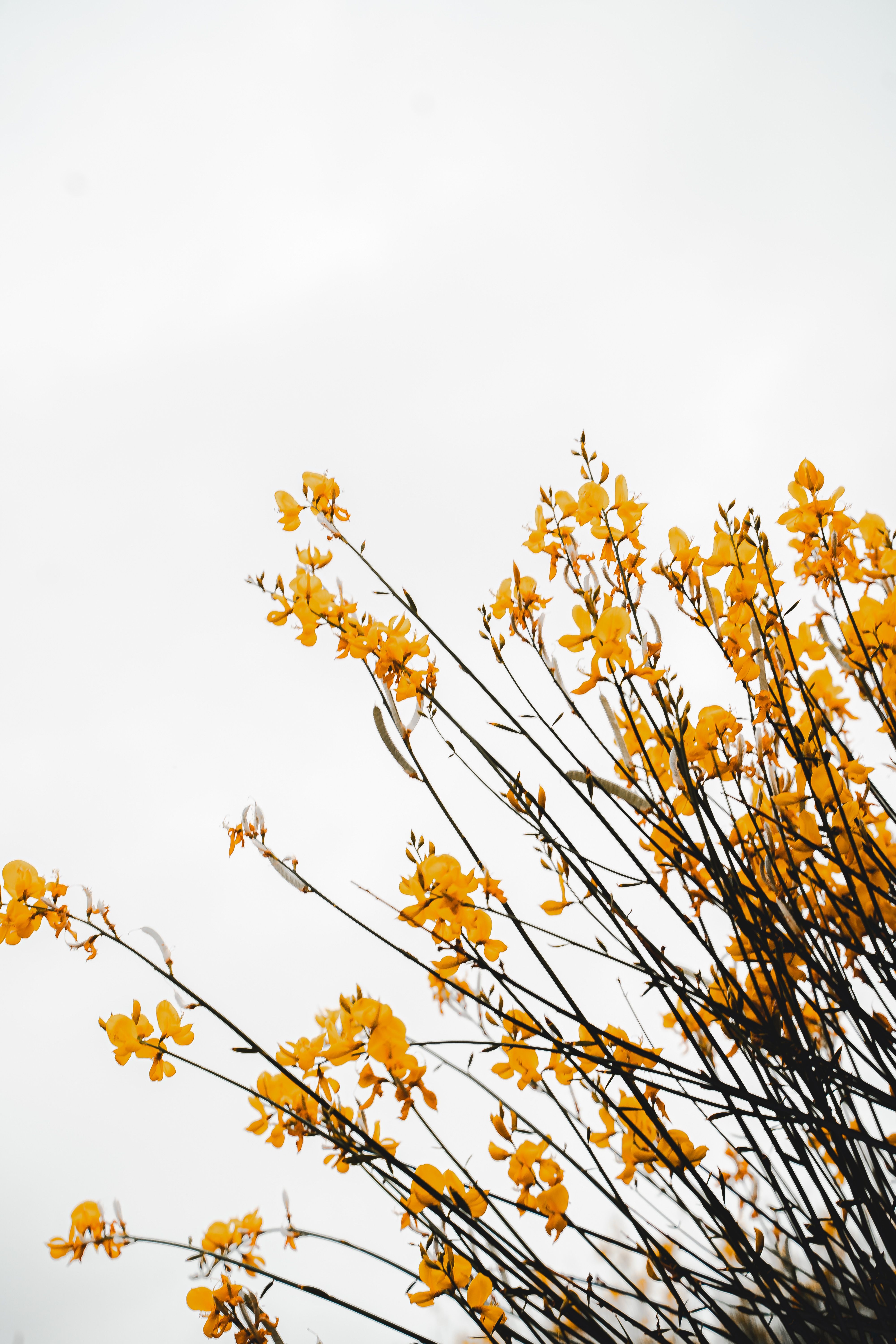 Foto de stock gratuita sobre botánico, cielo blanco, de cerca, flora ...