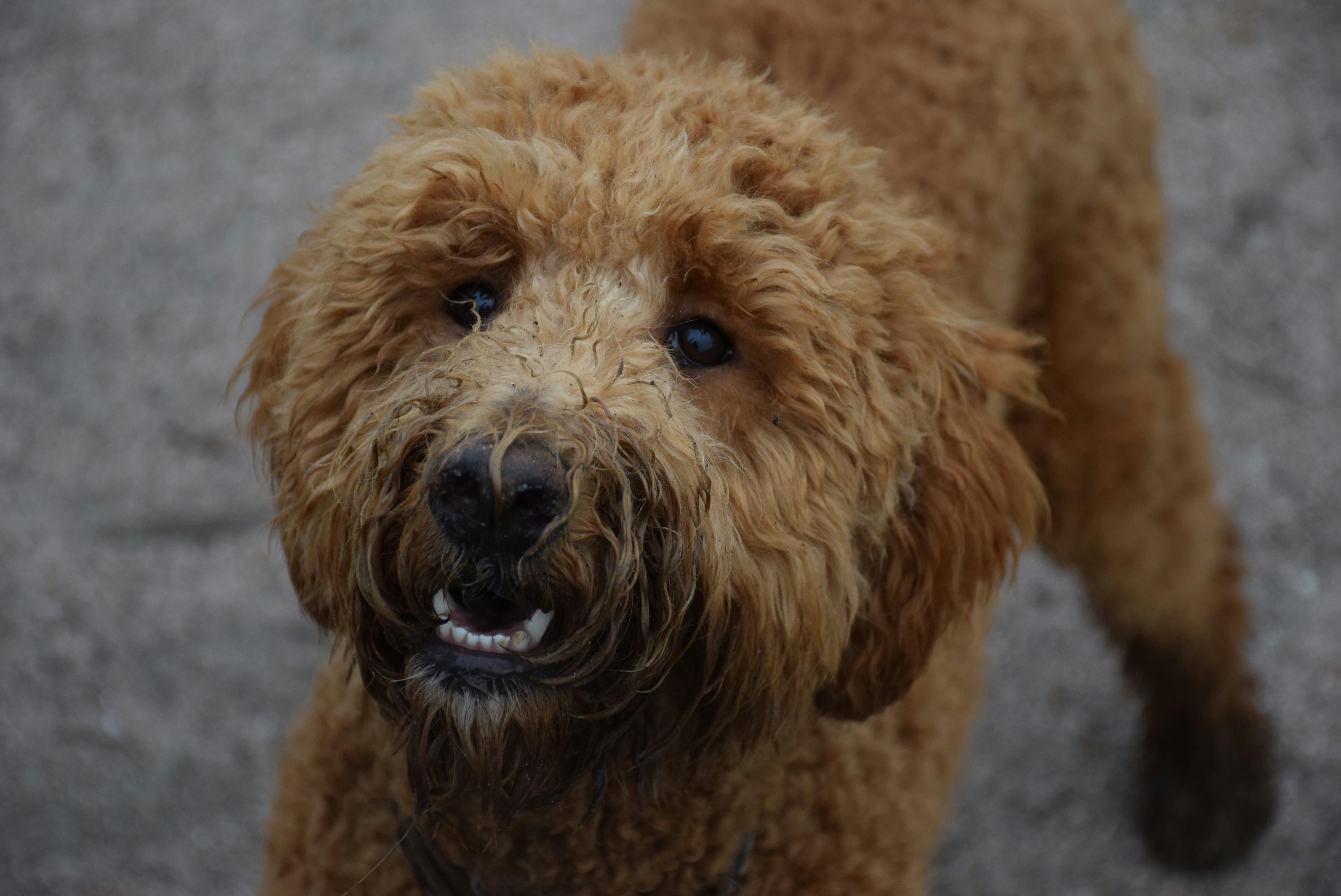 Company Standards Photos, Download The BEST Free Company Standards ...