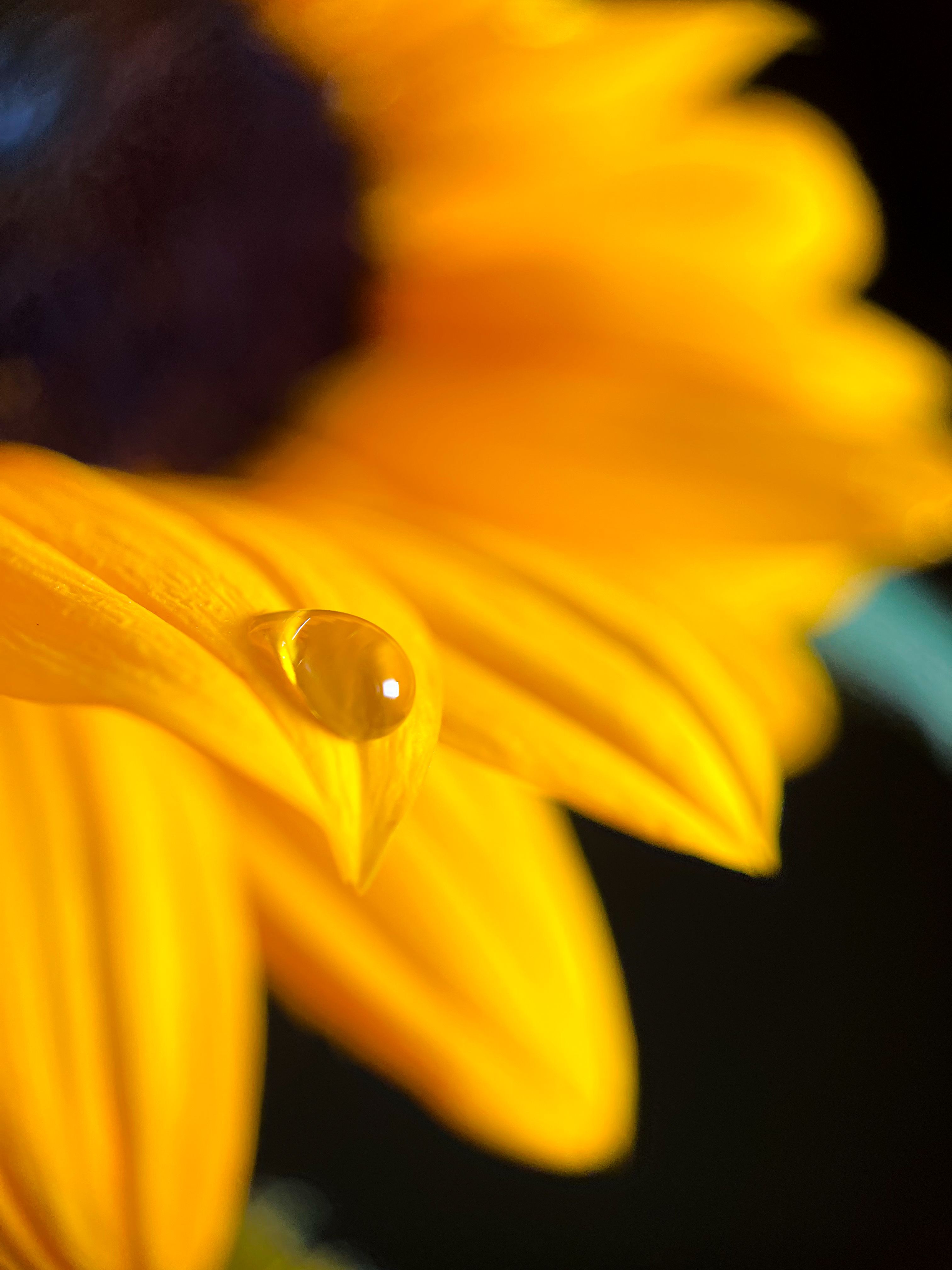 A Water Droplet on a Yellow Sunflower · Free Stock Photo