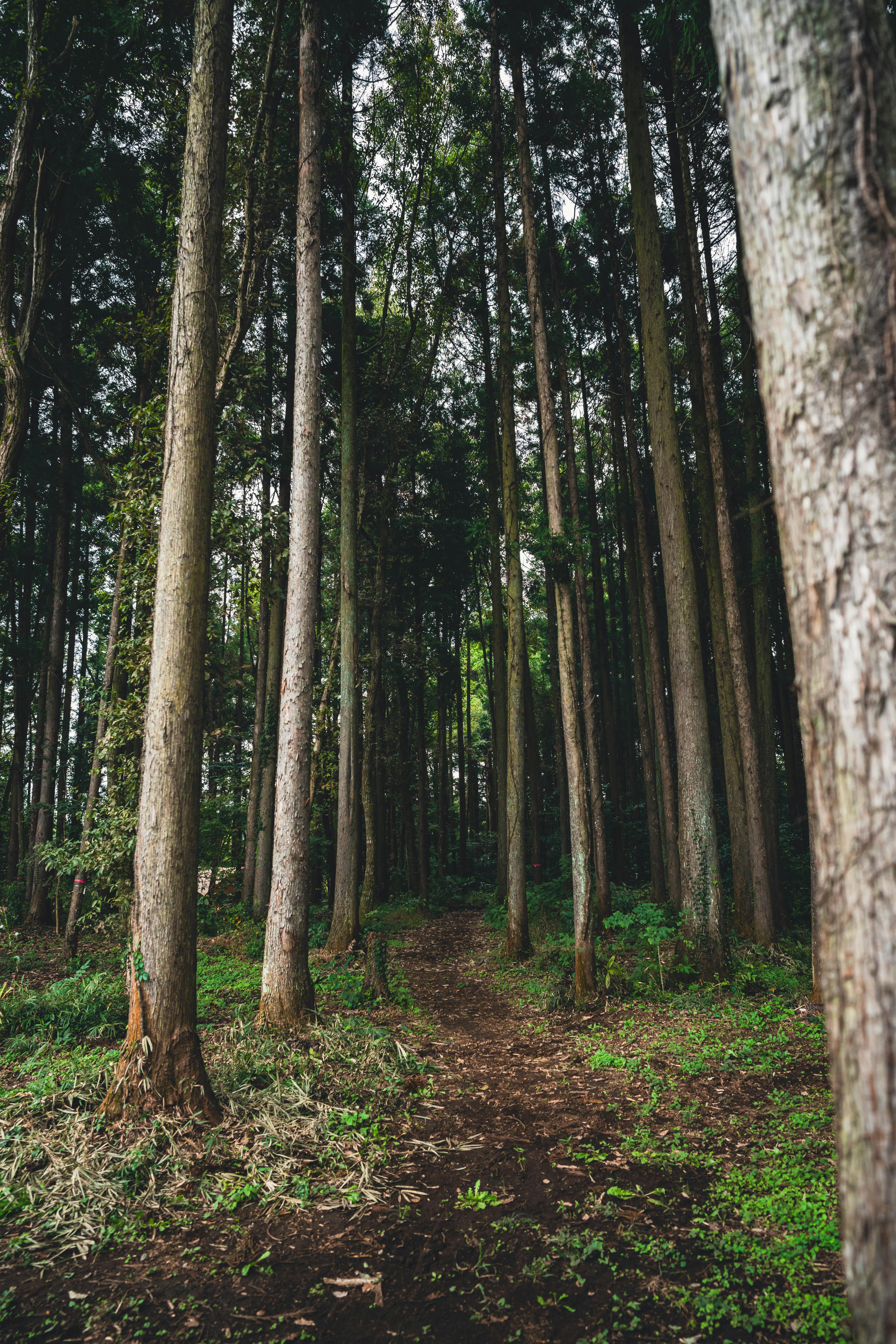 Footpath through Forest · Free Stock Photo