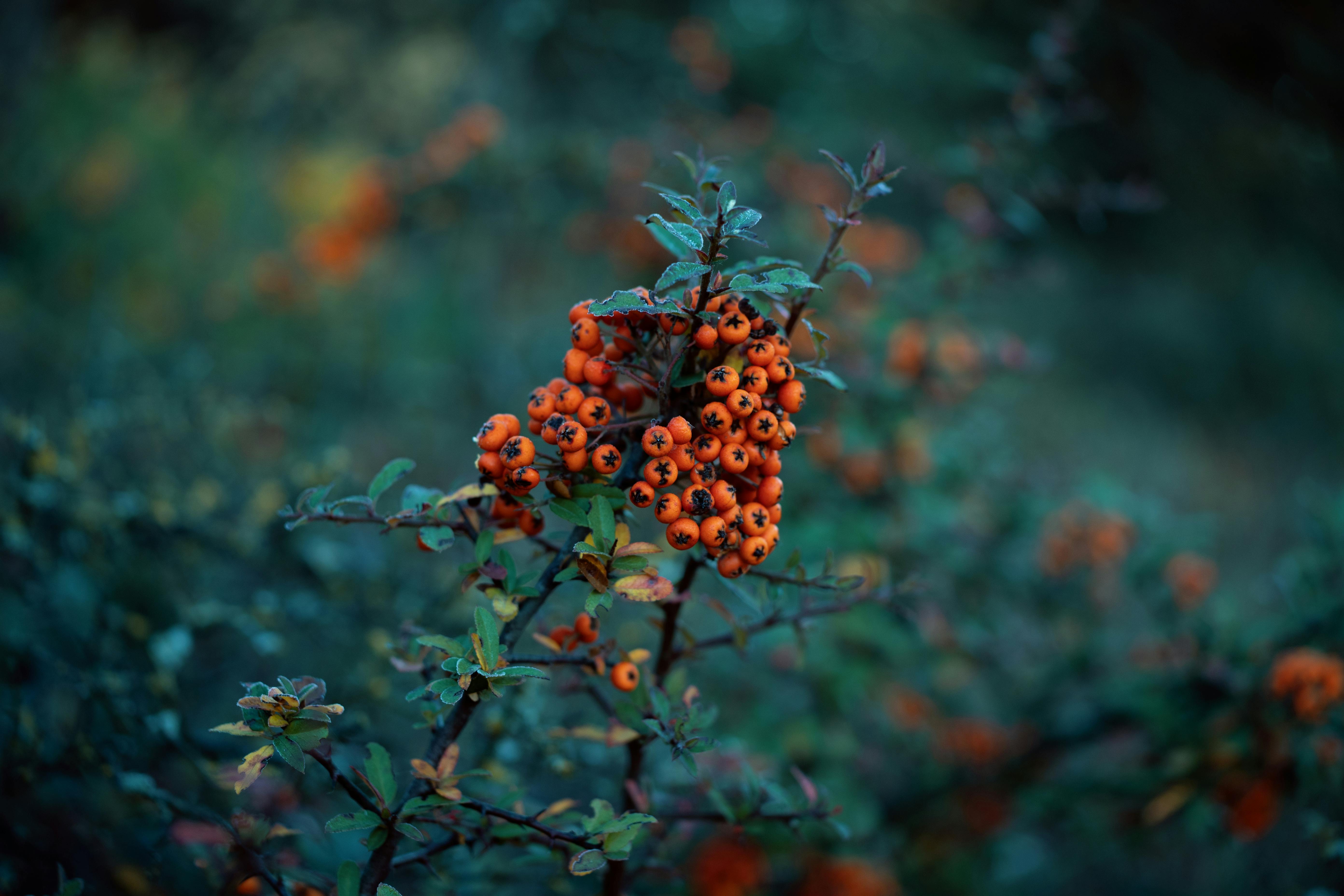 Rowanberries Fruits on Tree Branch · Free Stock Photo