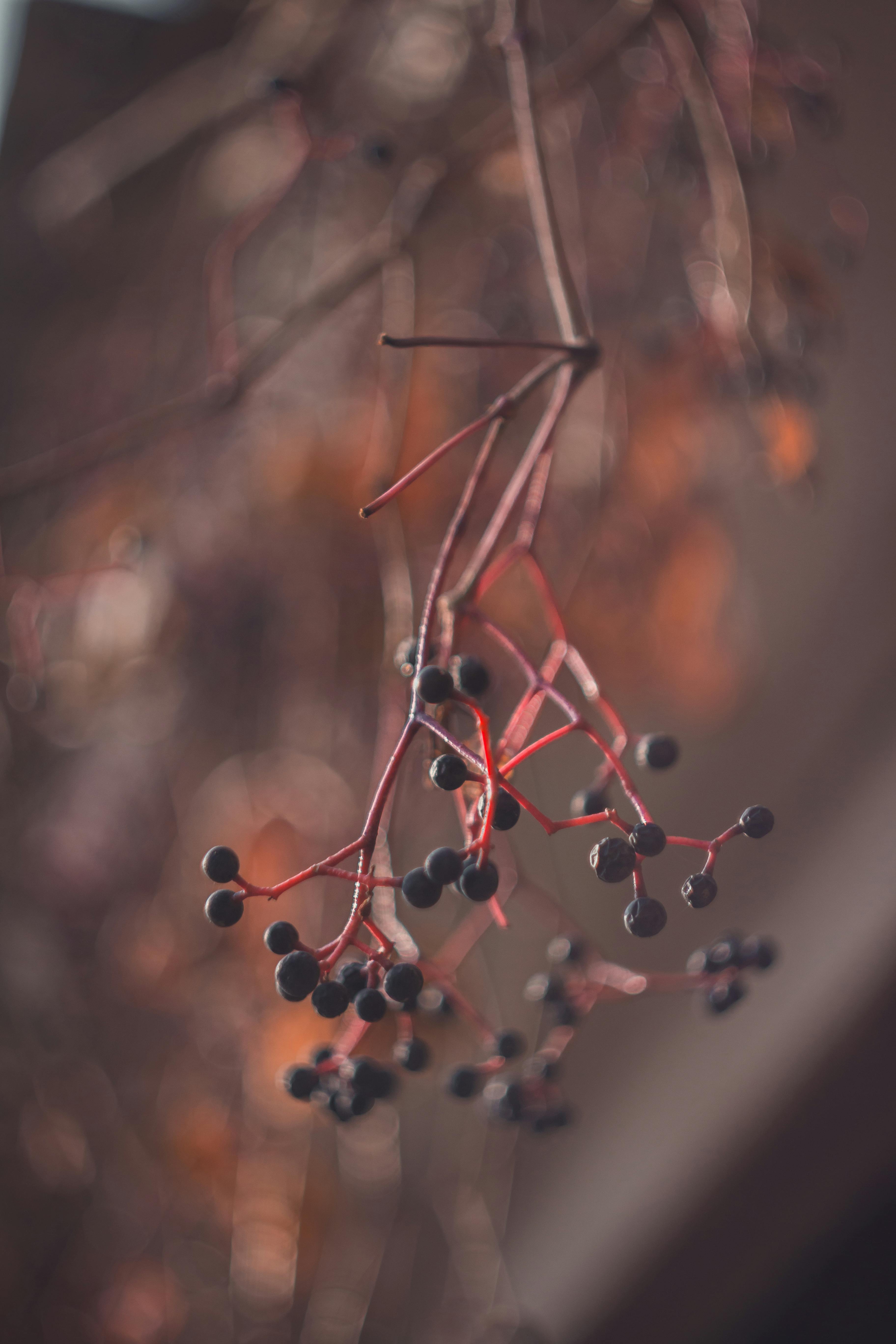 Hanging Berries Photos, Download The BEST Free Hanging Berries Stock ...