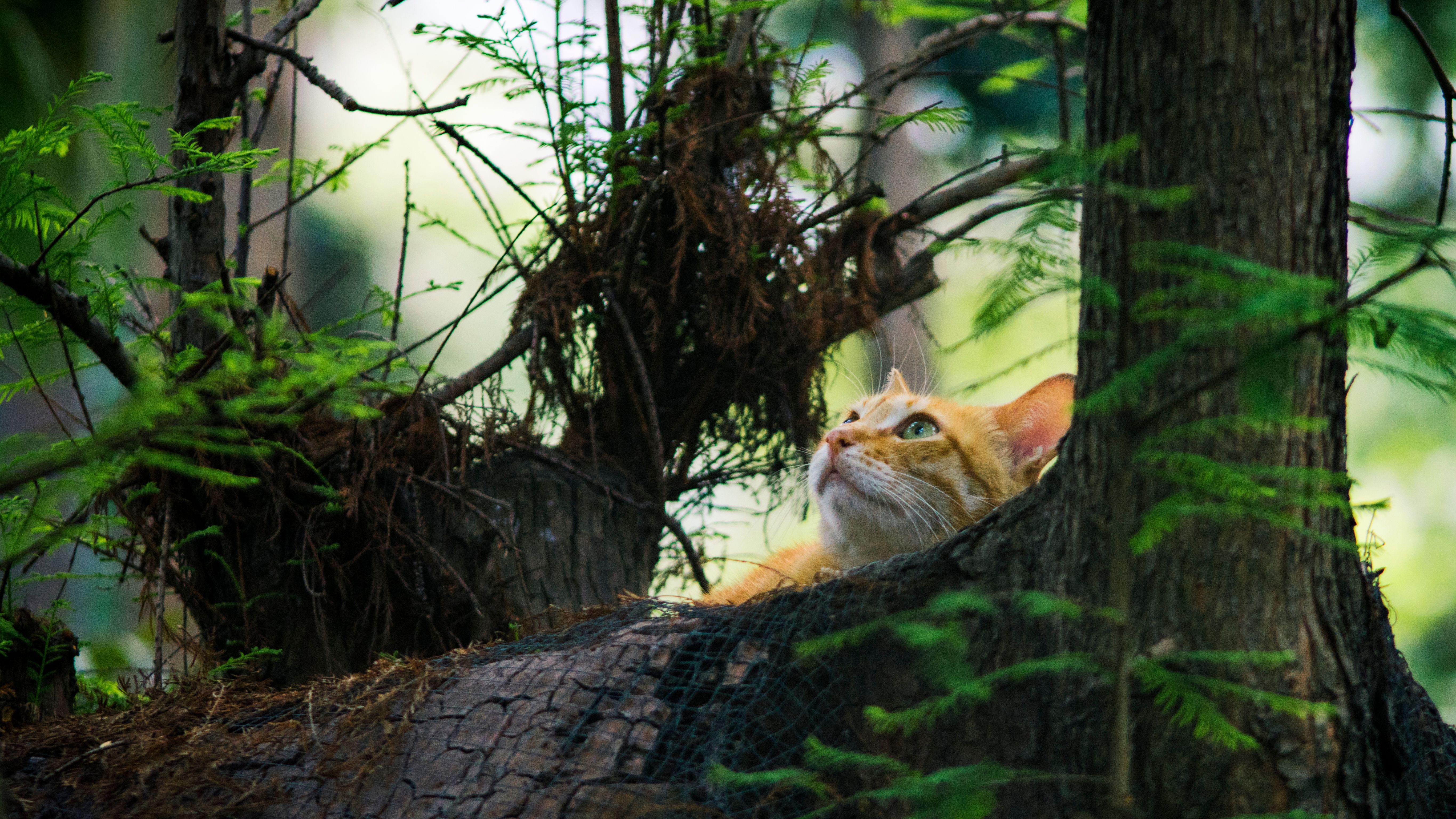 Yellow Kitten on Brown Trees · Free Stock Photo
