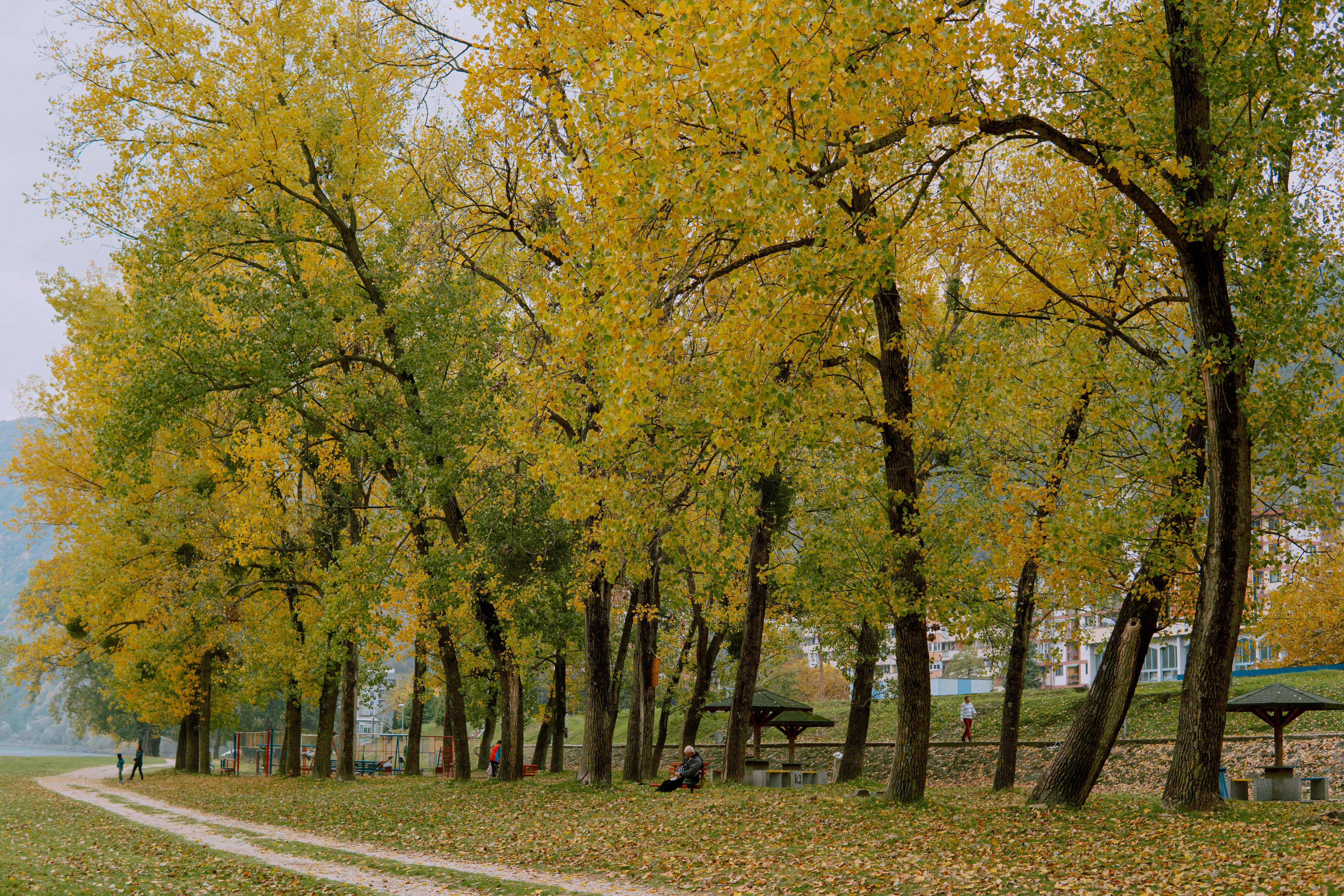 Green and Yellow Trees at the Park · Free Stock Photo