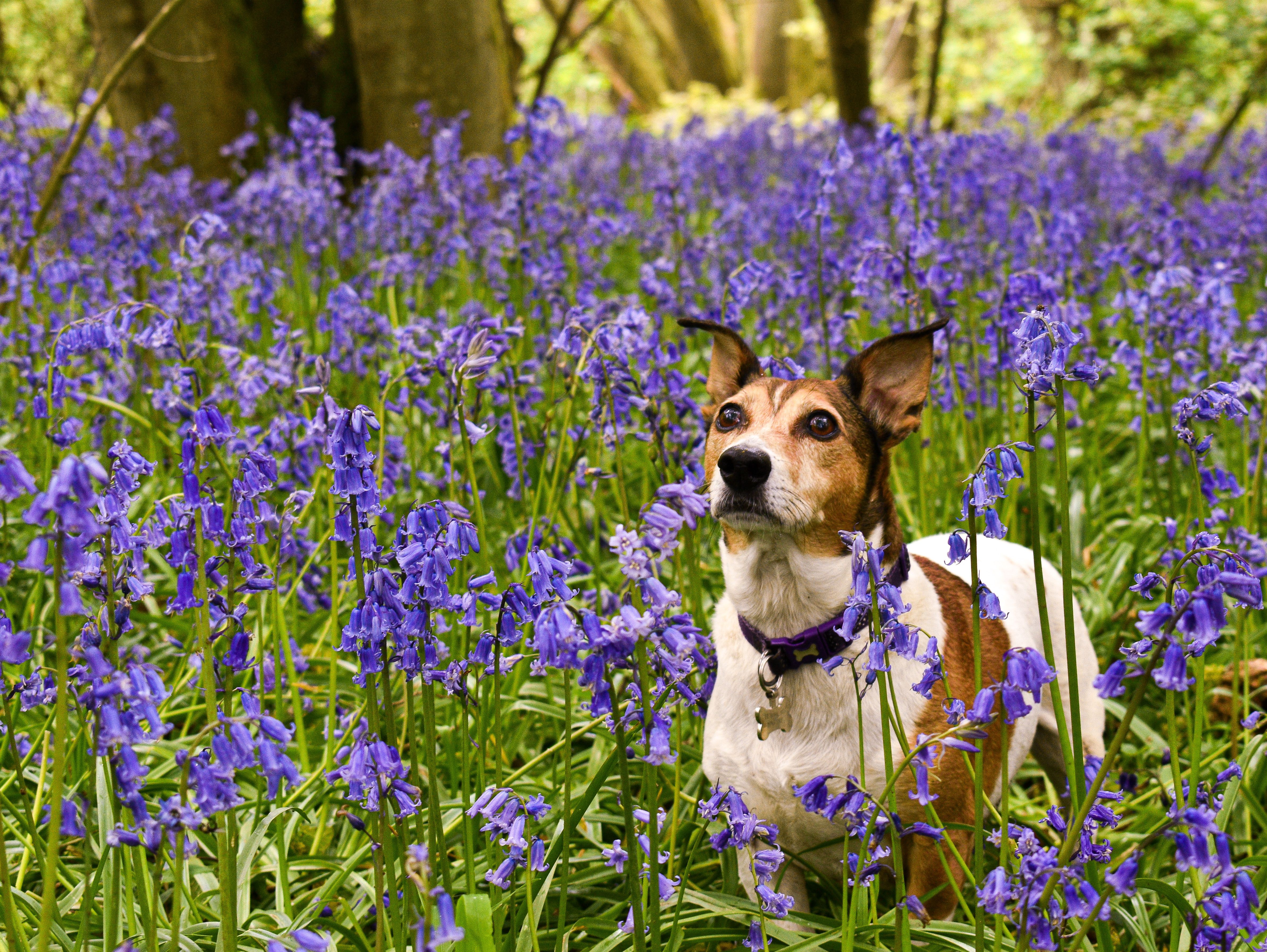 A Dog on a Purple Flower Field · Free Stock Photo