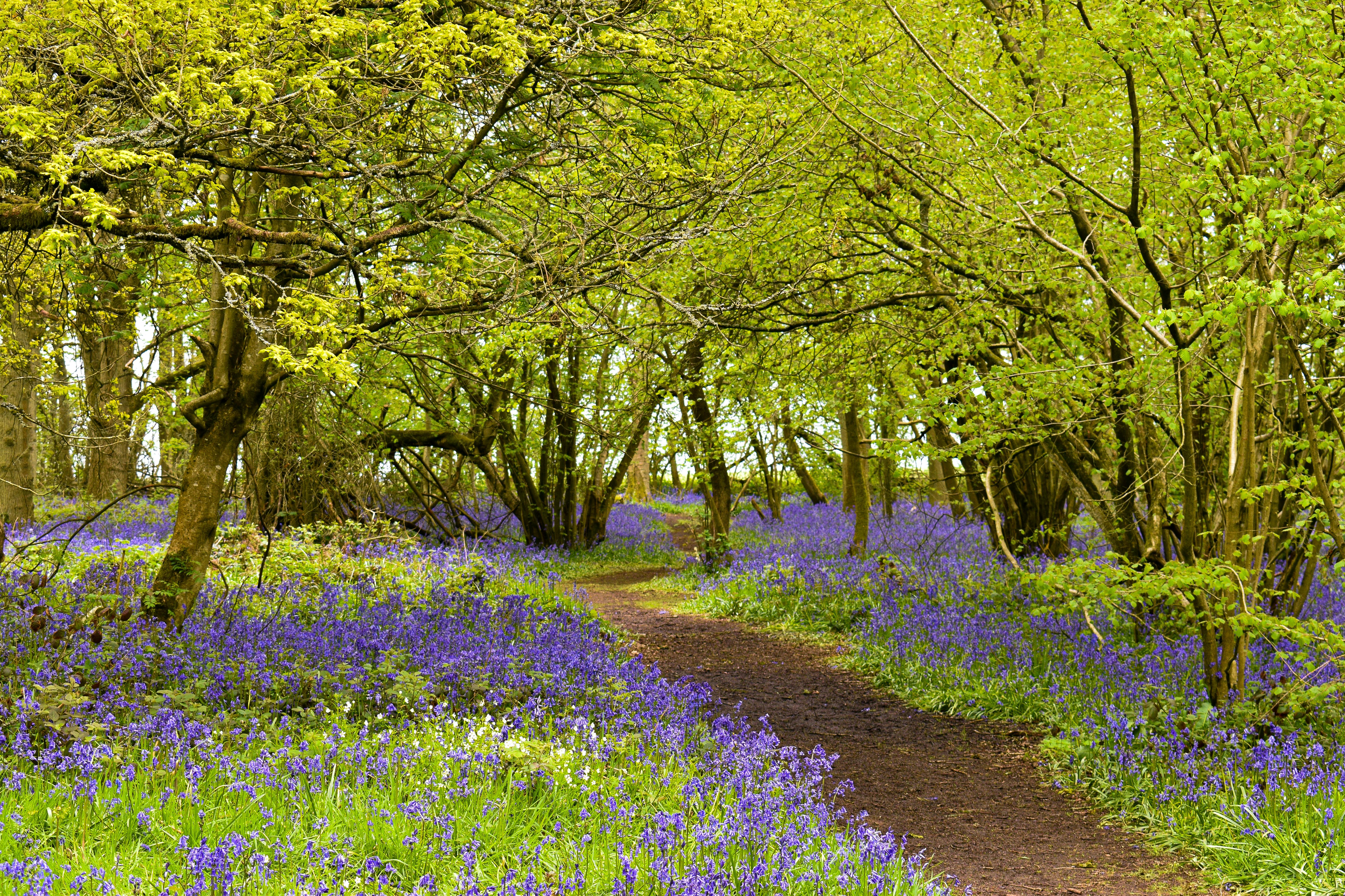 Bluebells Photos, Download The BEST Free Bluebells Stock Photos & HD Images