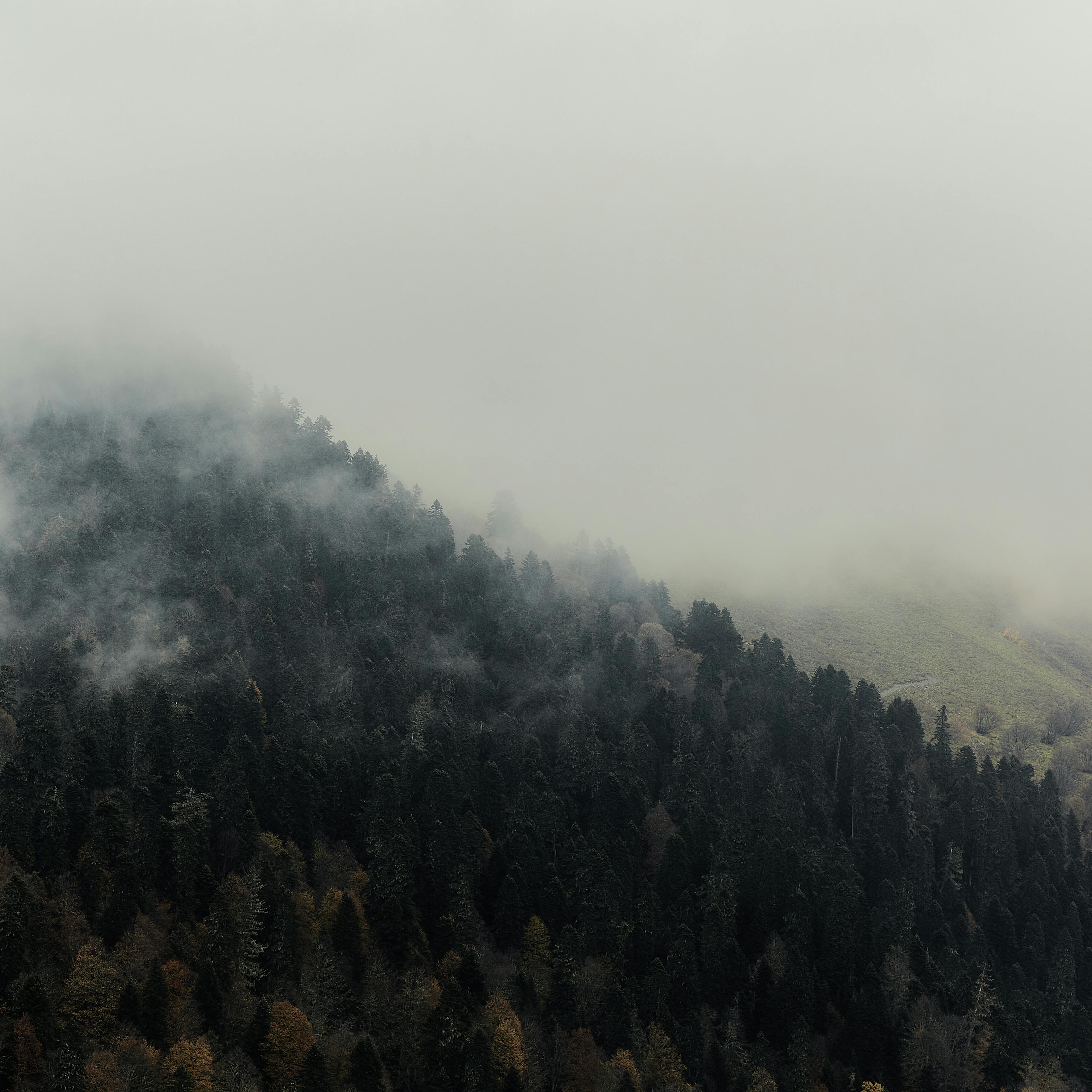 A Mountain Forest on a Foggy day · Free Stock Photo