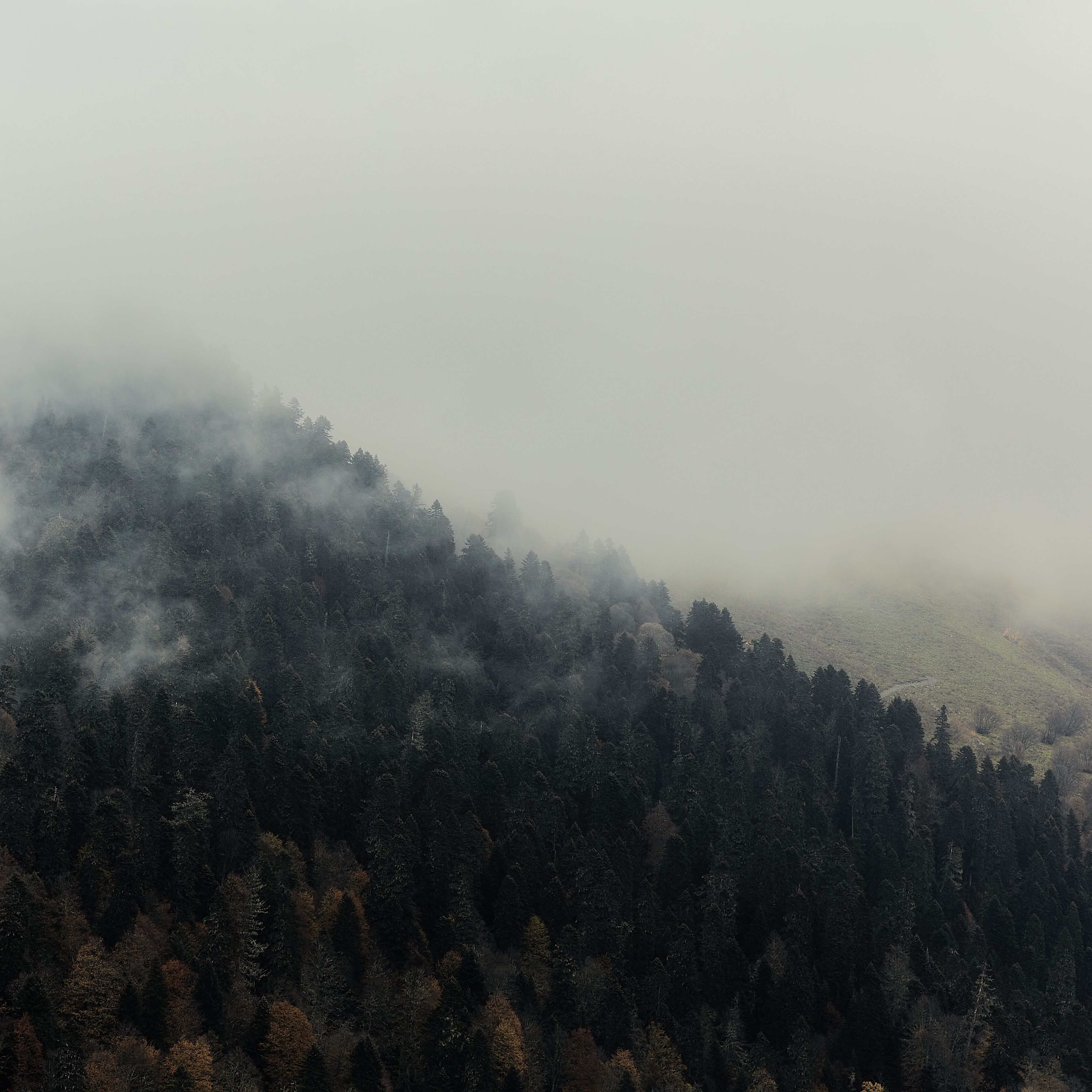 Foggy Forest on a Steep Mountain Slope · Free Stock Photo