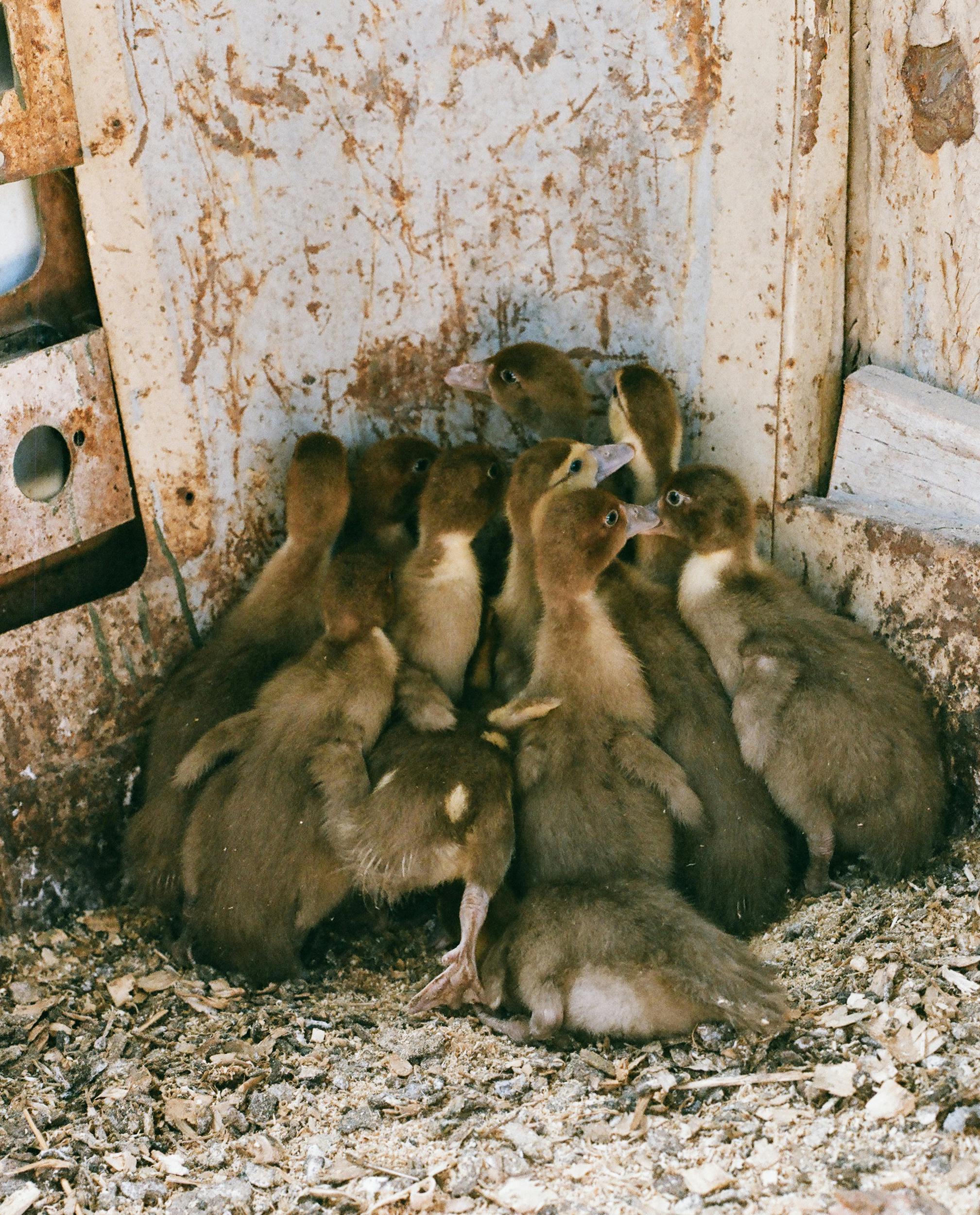 Ducks Group Together · Free Stock Photo