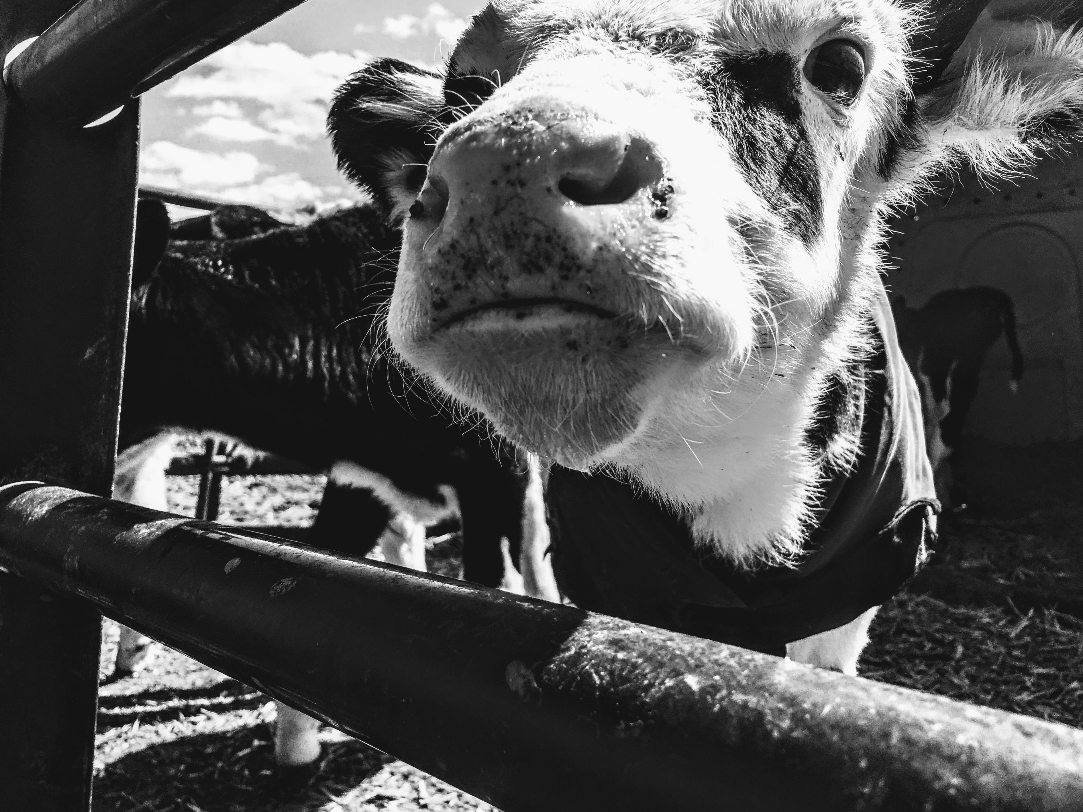 Grayscale Photography of Cattle · Free Stock Photo