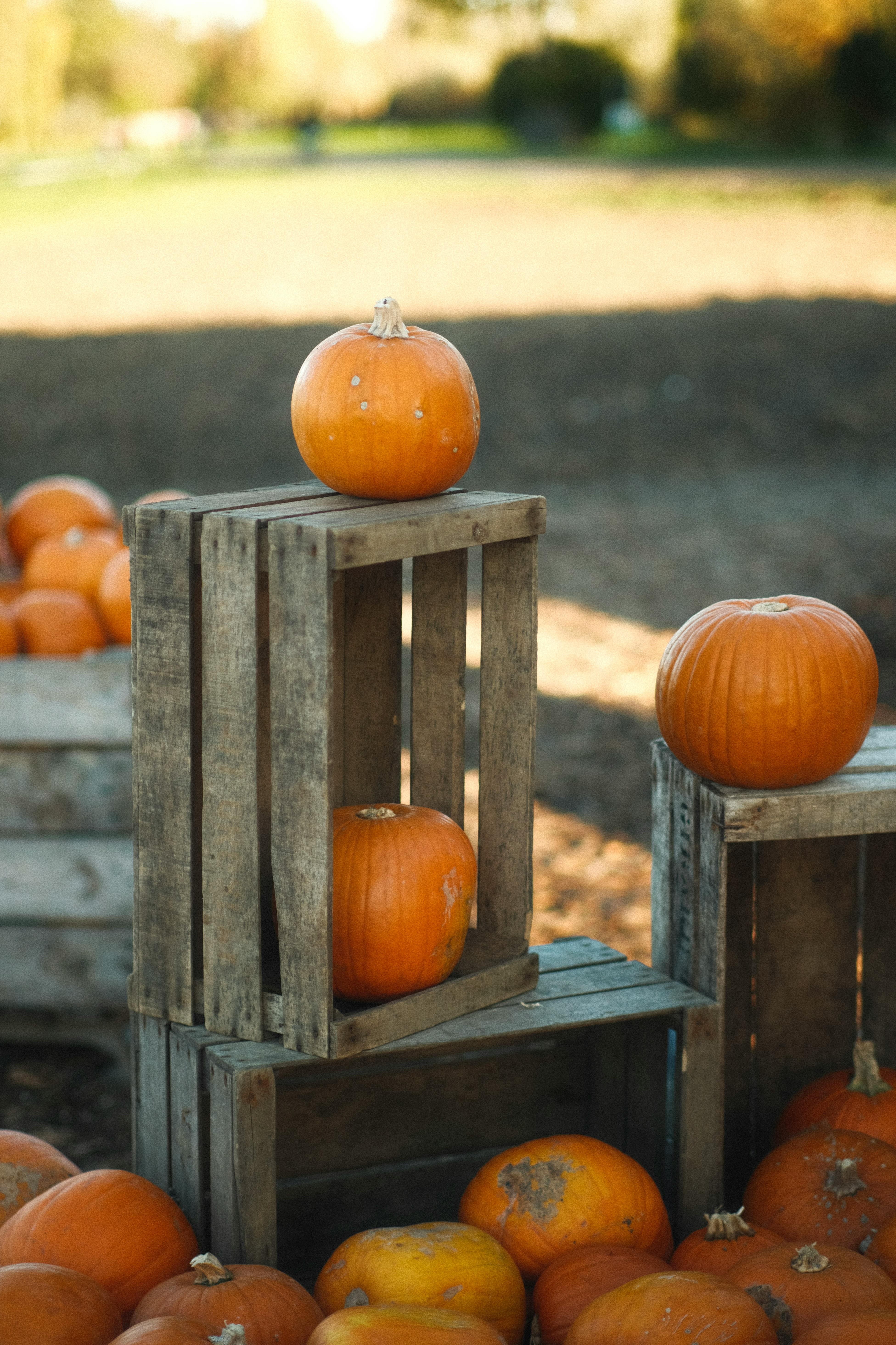 Pumpkins on Wooden Surface · Free Stock Photo