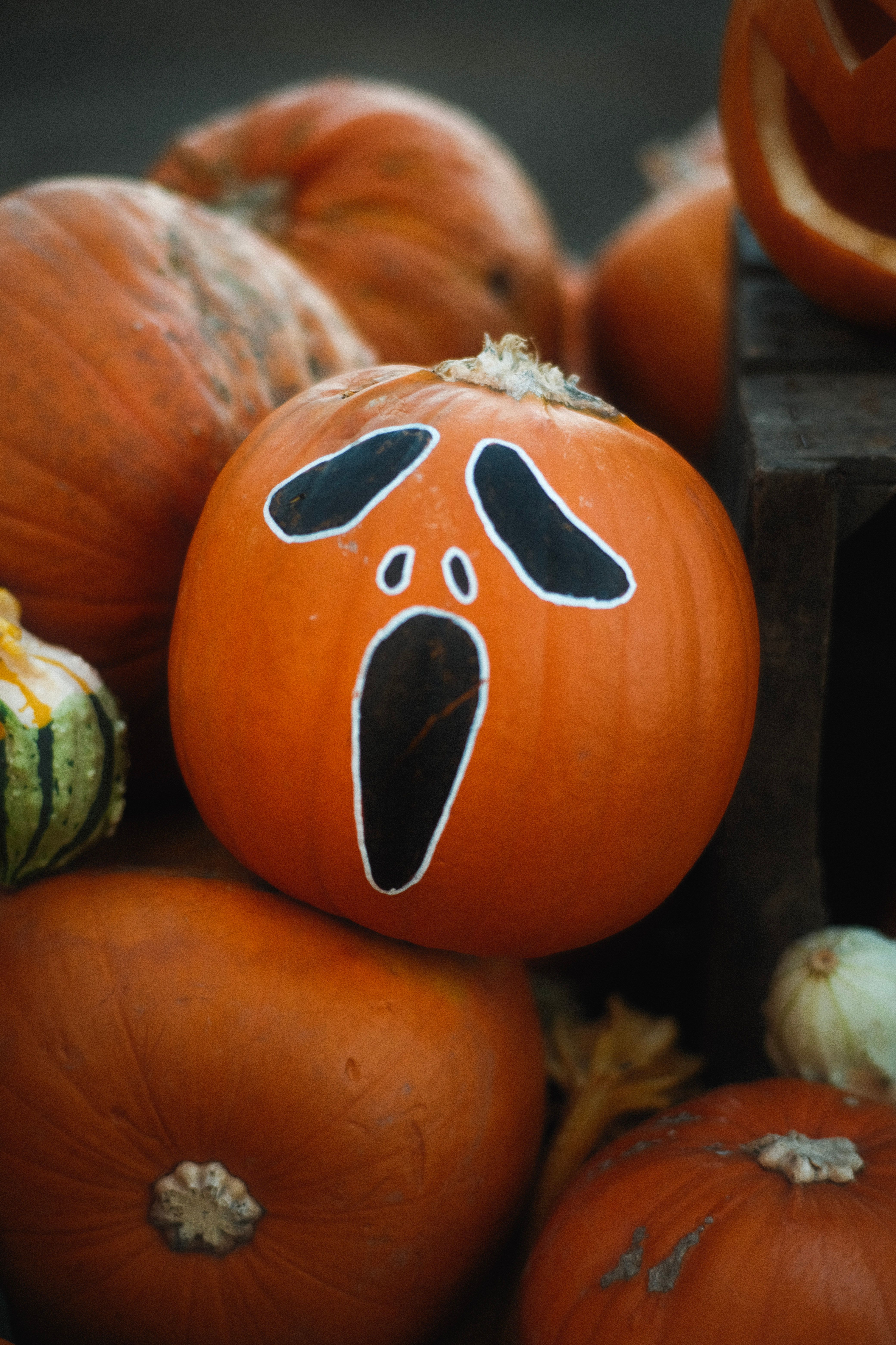 JackO Lantern and Pumpkins · Free Stock Photo