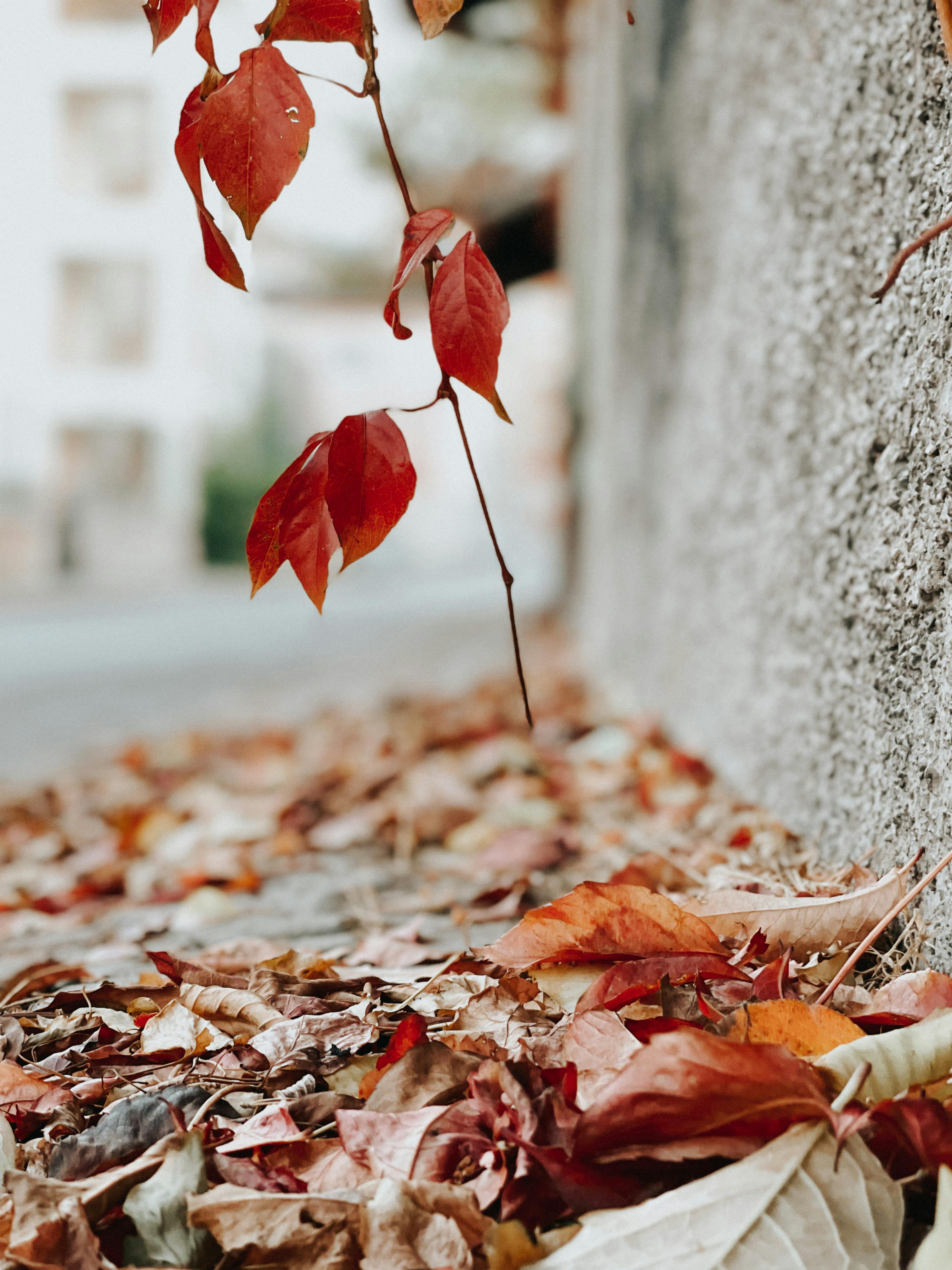 Red Leaves on the Ground Near Concrete Wall · Free Stock Photo