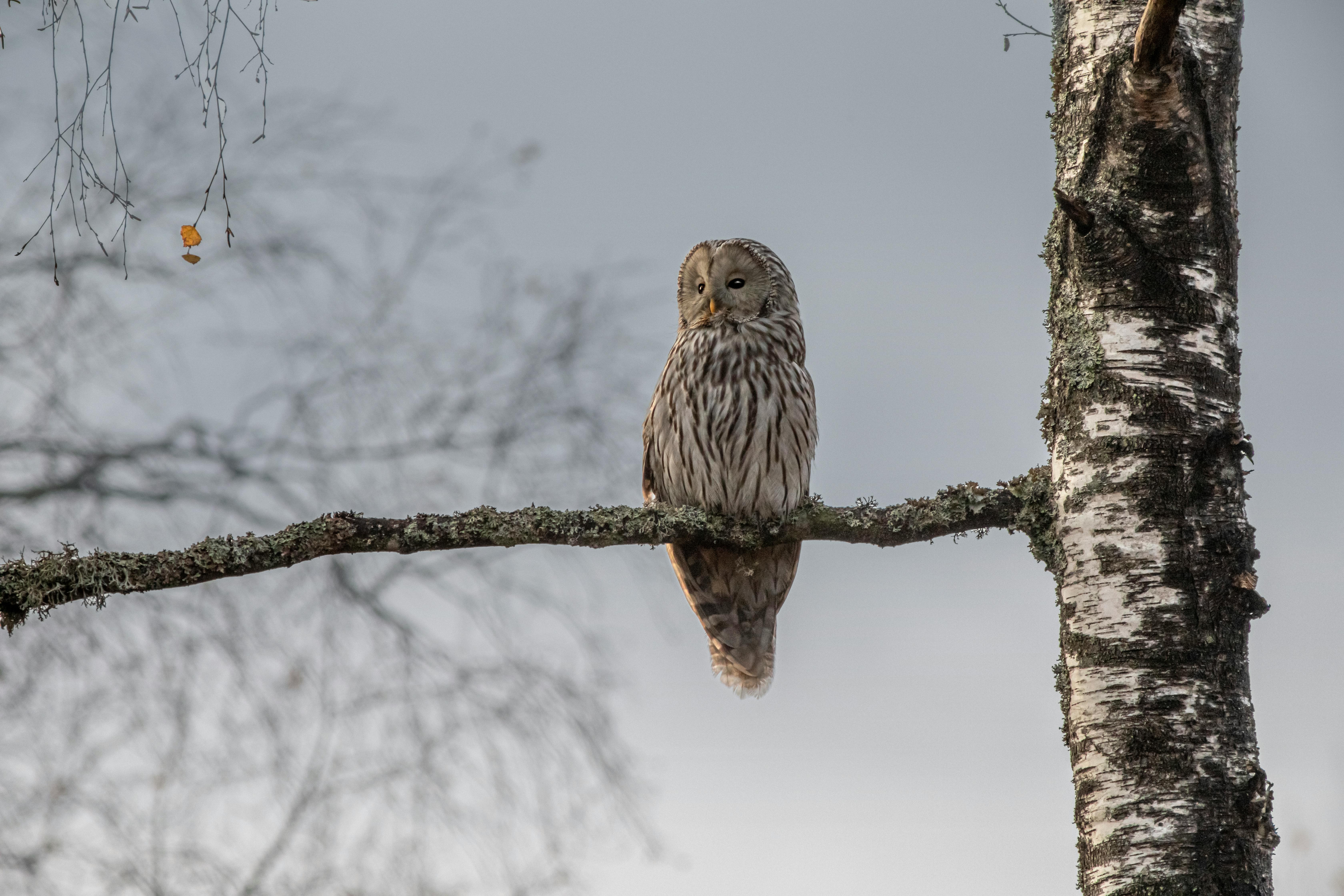 Ural Owl Perched on Brown Tree Branch · Free Stock Photo
