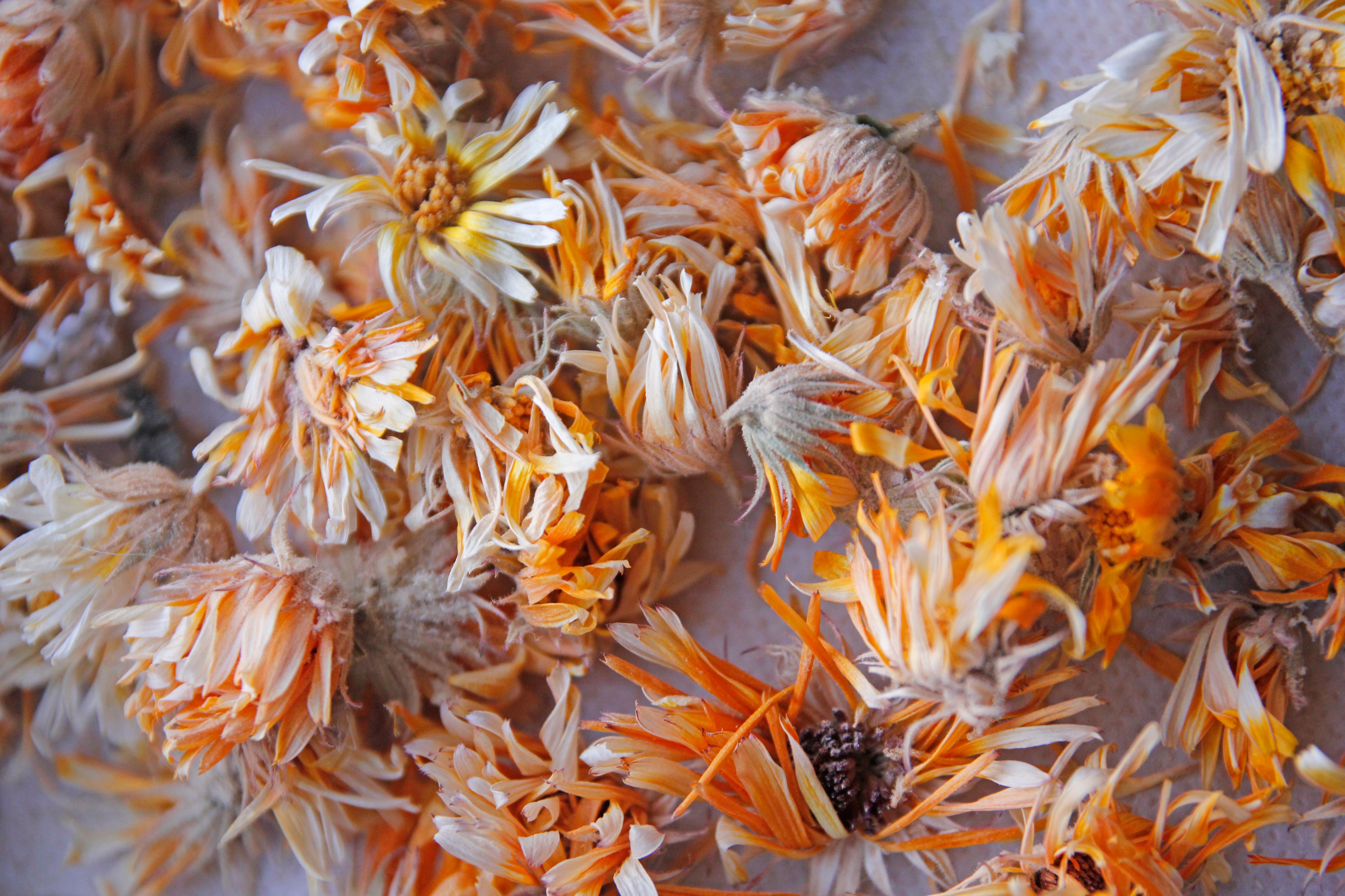 Wilted Marigold Flowers on a White Surface · Free Stock Photo