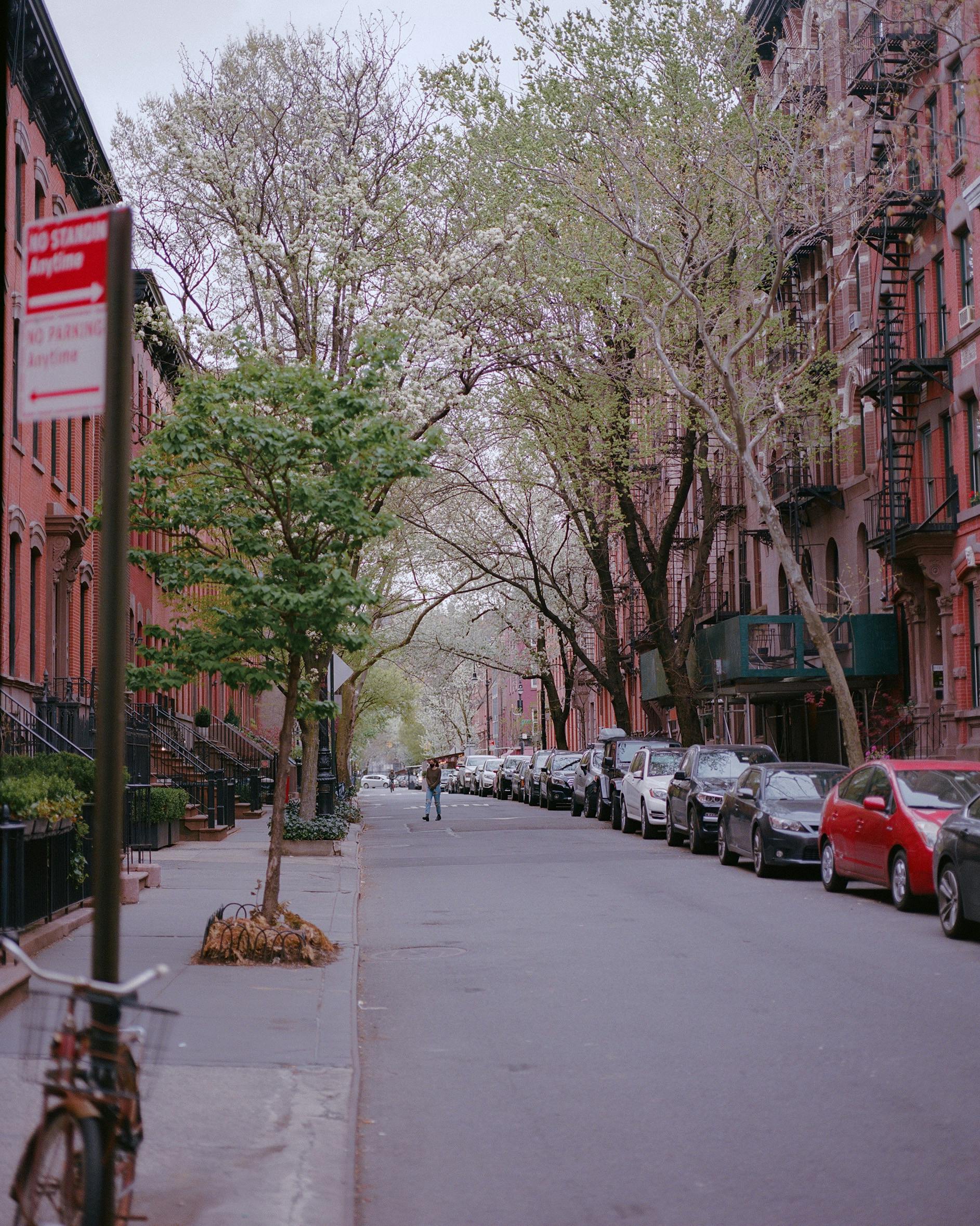 Asphalt Road with Spruce Trees in Residential Area · Free Stock Photo