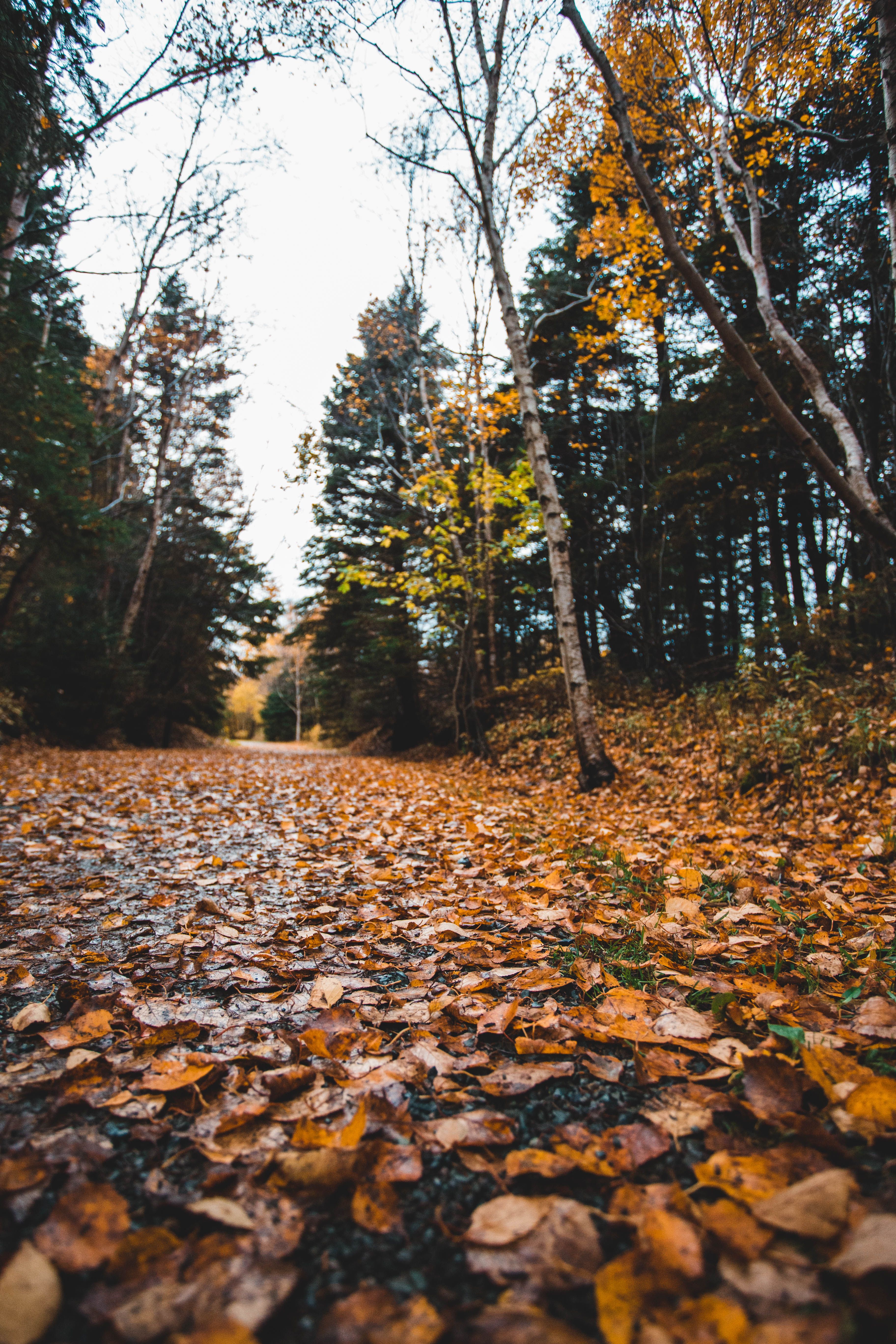 Brown Trees Near Stairs · Free Stock Photo