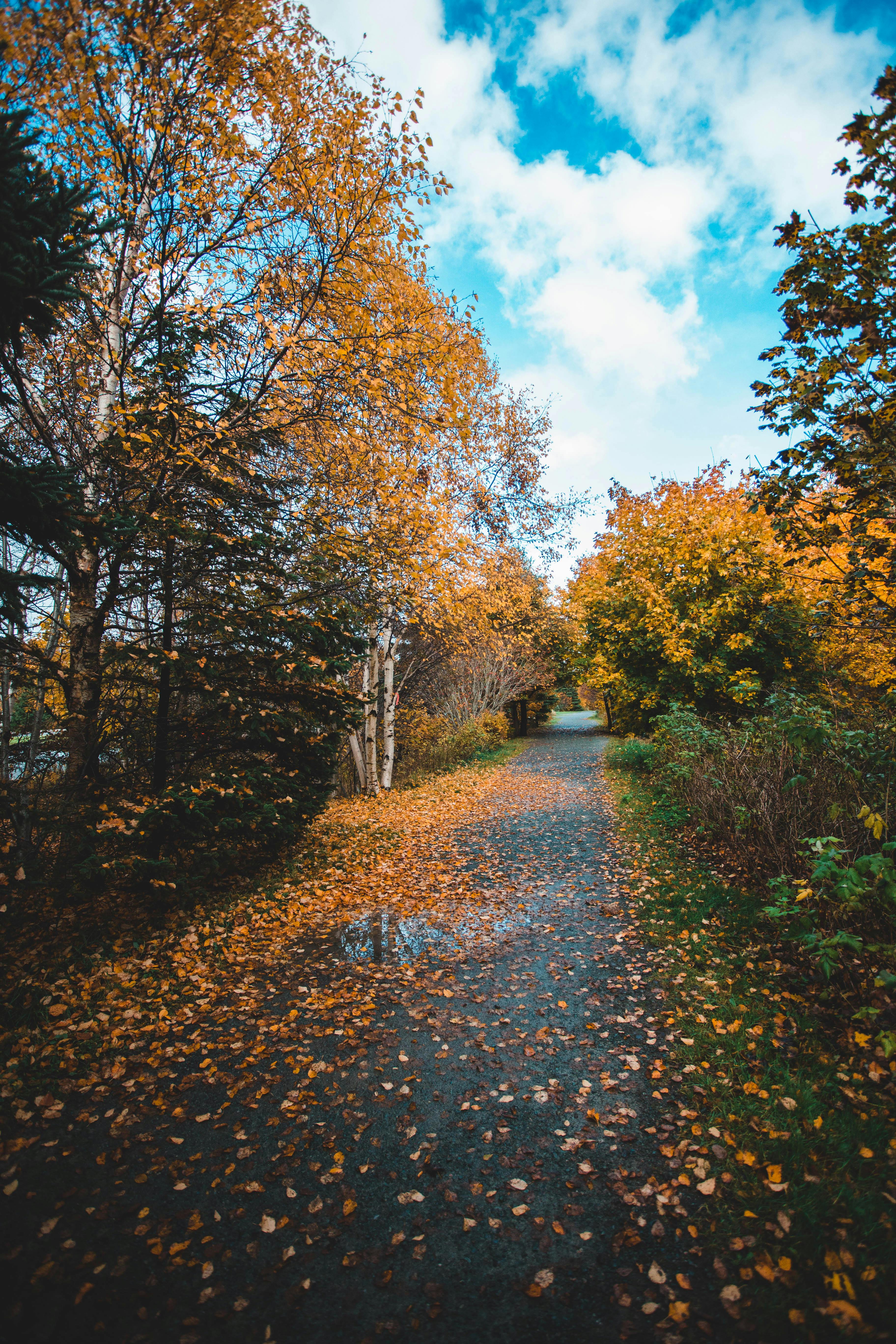 Yellow and Green Trees · Free Stock Photo