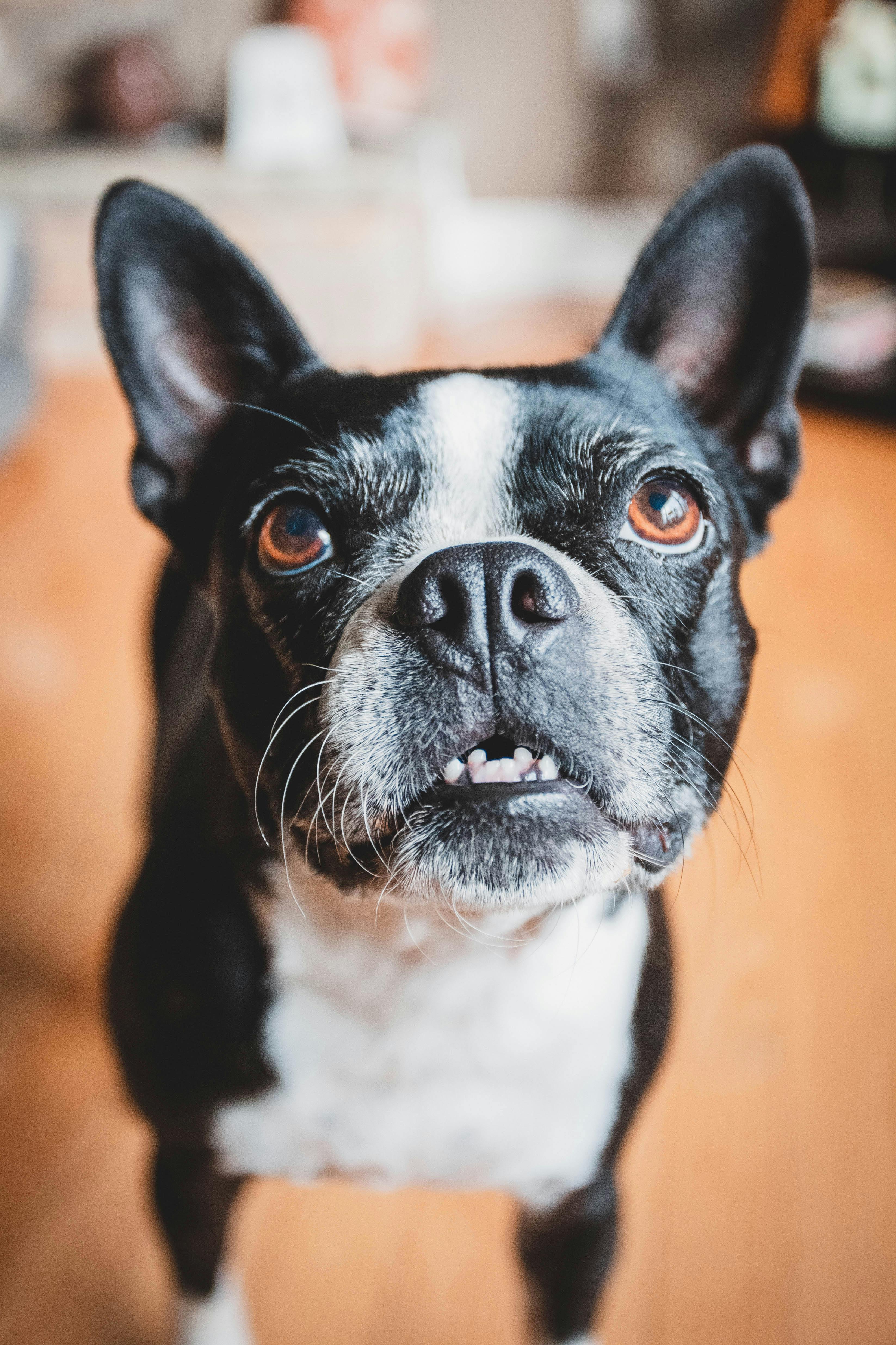 Close up on Dogs Head · Free Stock Photo