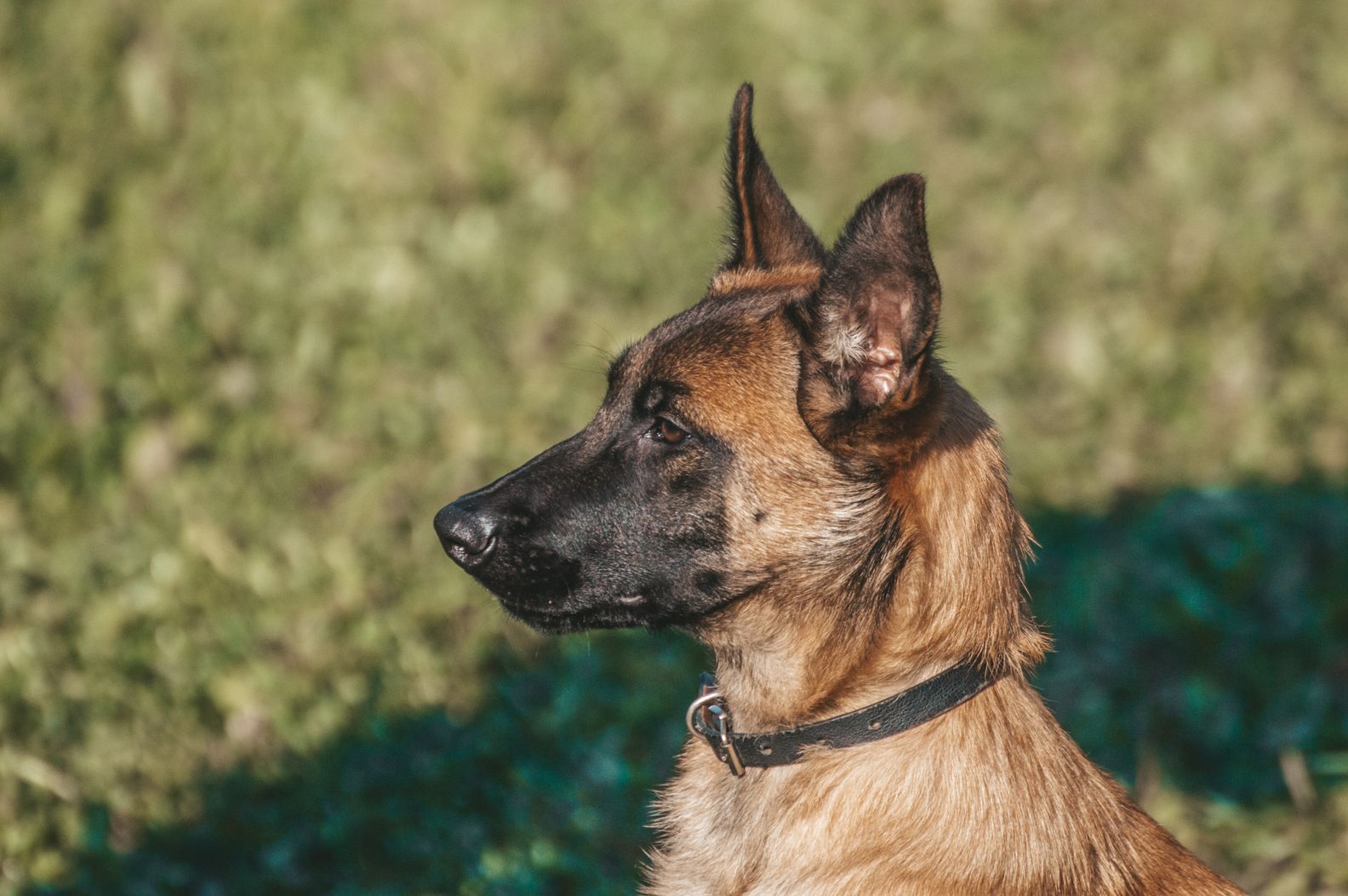 Belgian Malinois Dutch Shepherd Mix: A Complete Guide