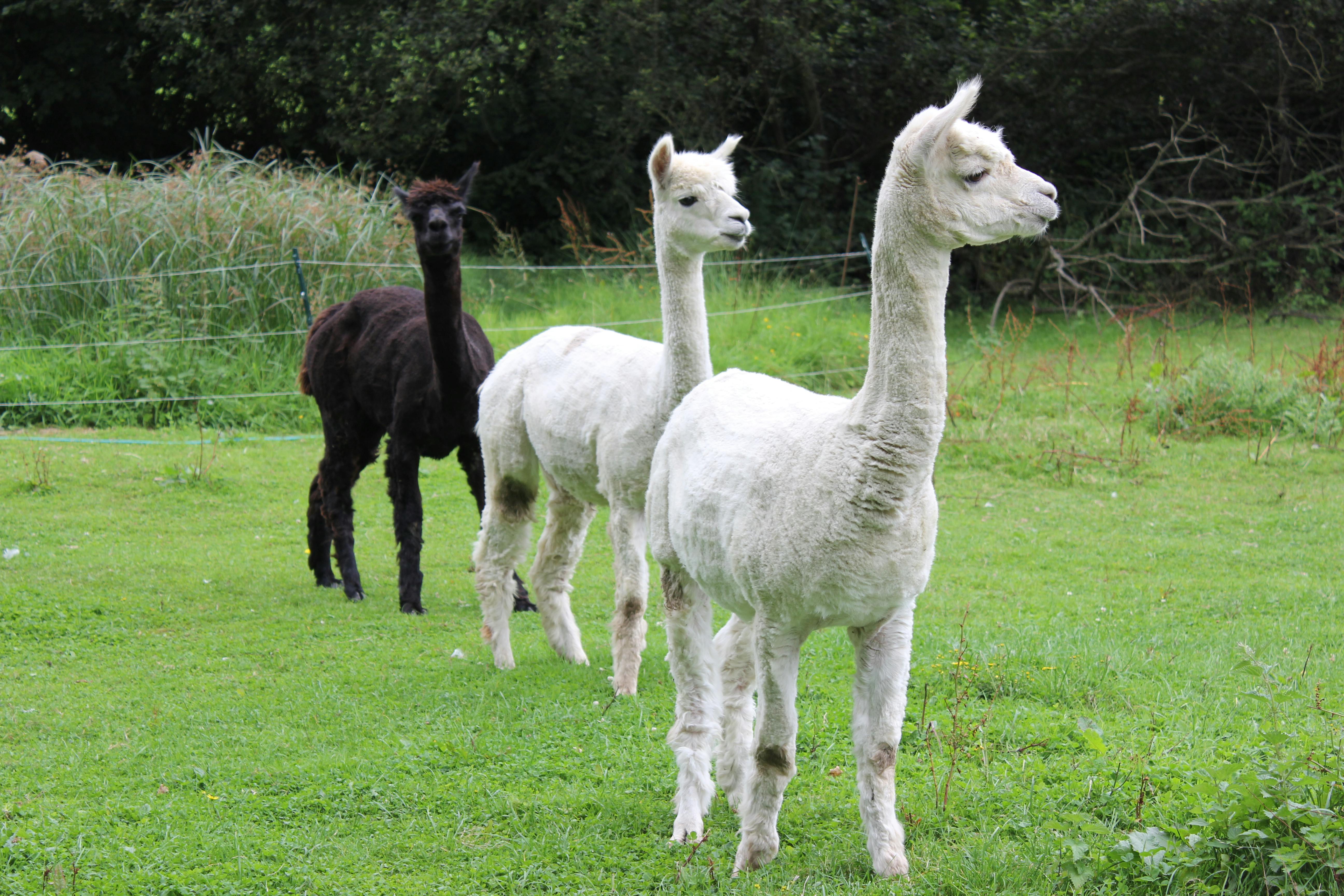 White and Black Alpacas Standing on a Farm Field · Free Stock Photo