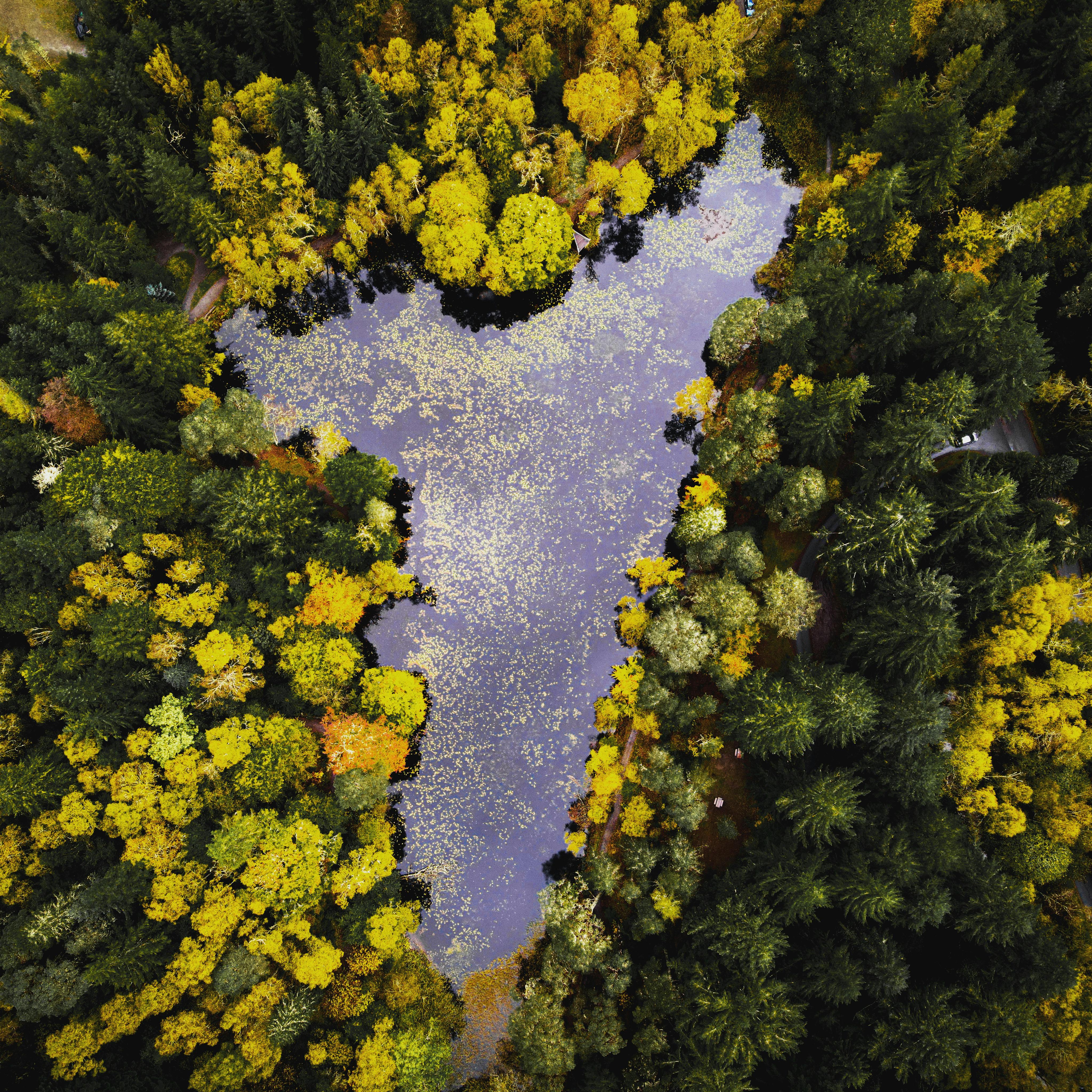 An Aerial Photography of a Lake in a Forest · Free Stock Photo