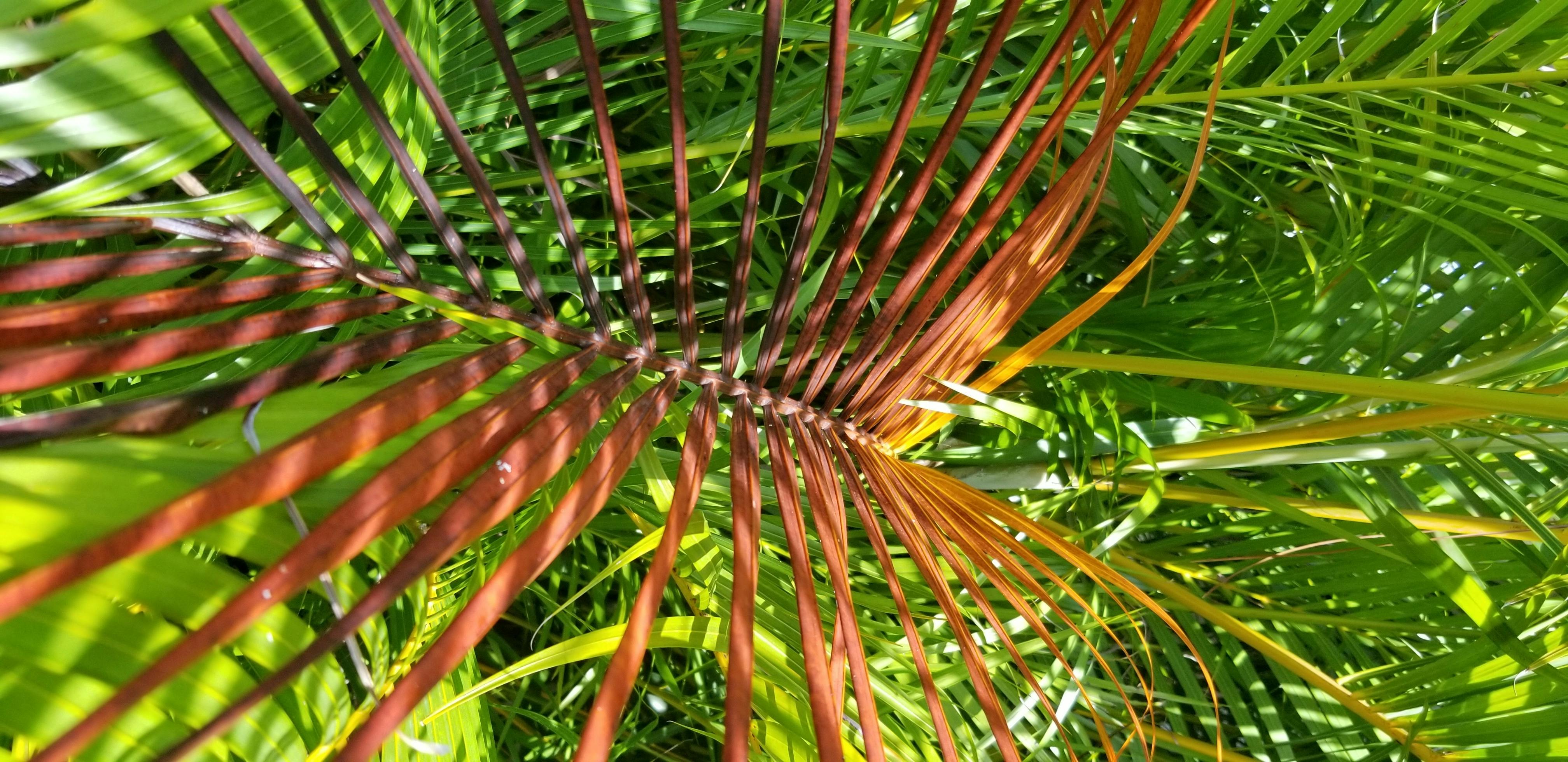 TLF 5 Photos & Videos Collected by Dianne Mayne