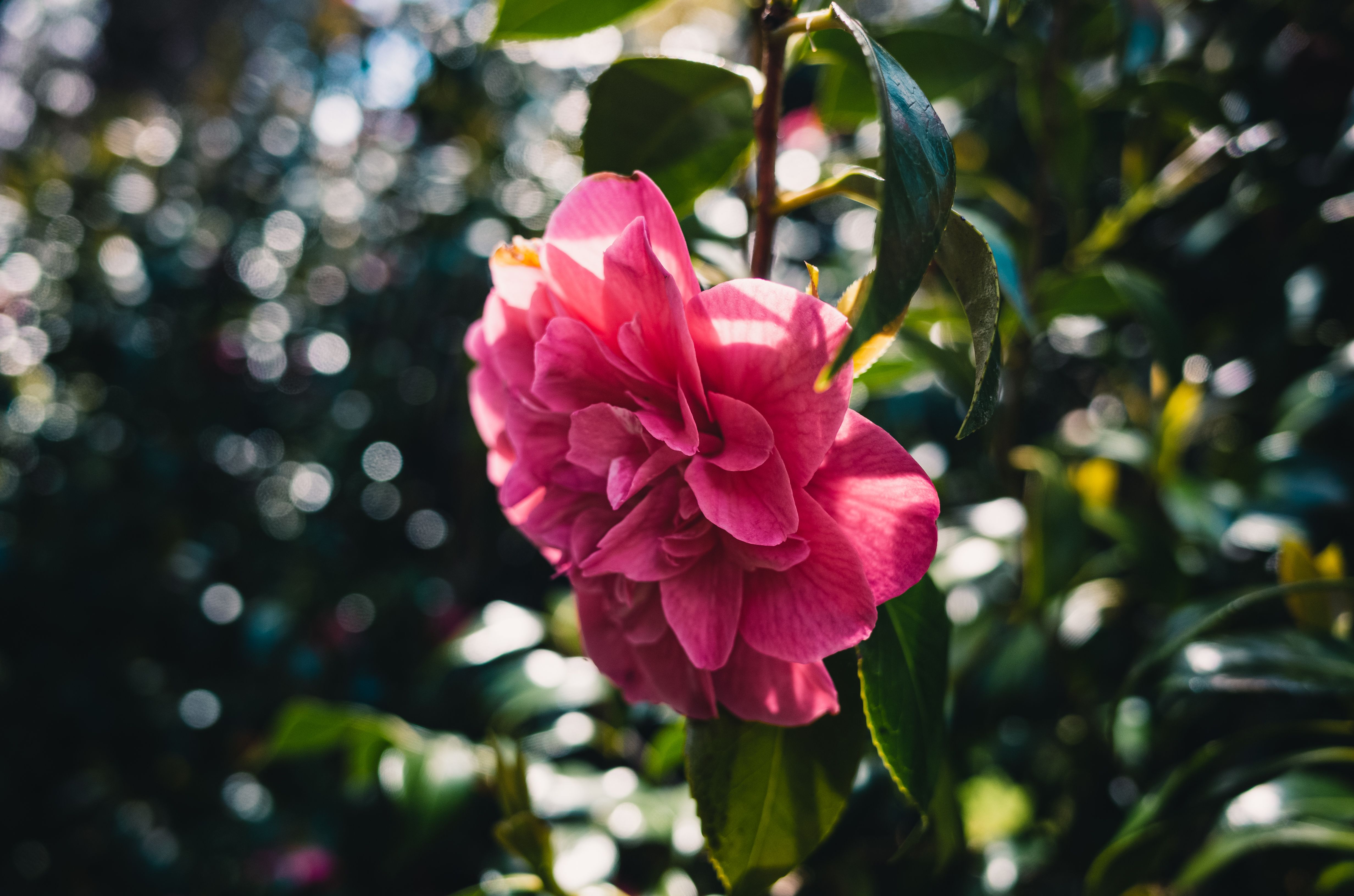 Camellia Background Photos, Download The BEST Free Camellia Background ...