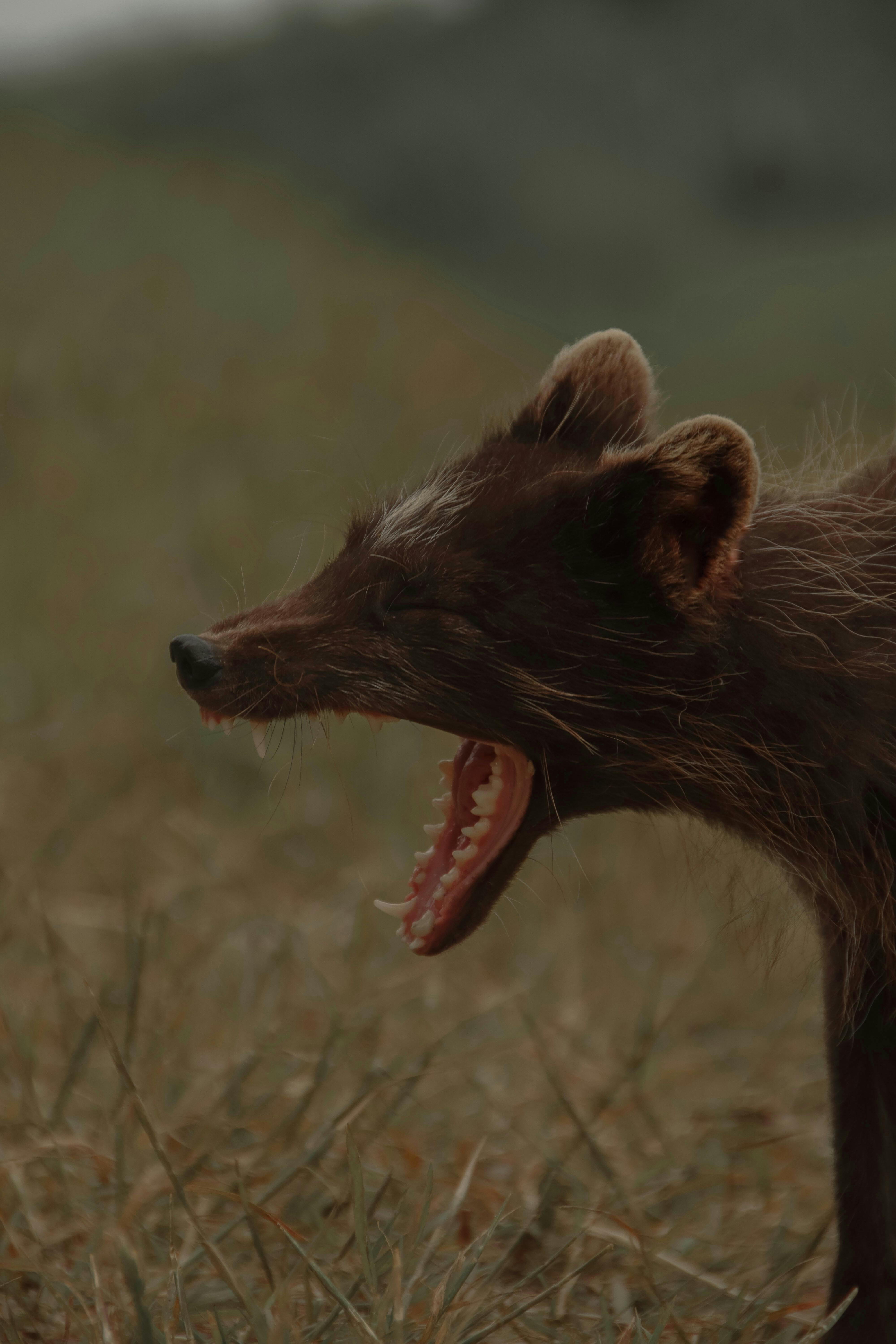 Hyena Photos, Download The BEST Free Hyena Stock Photos & HD Images