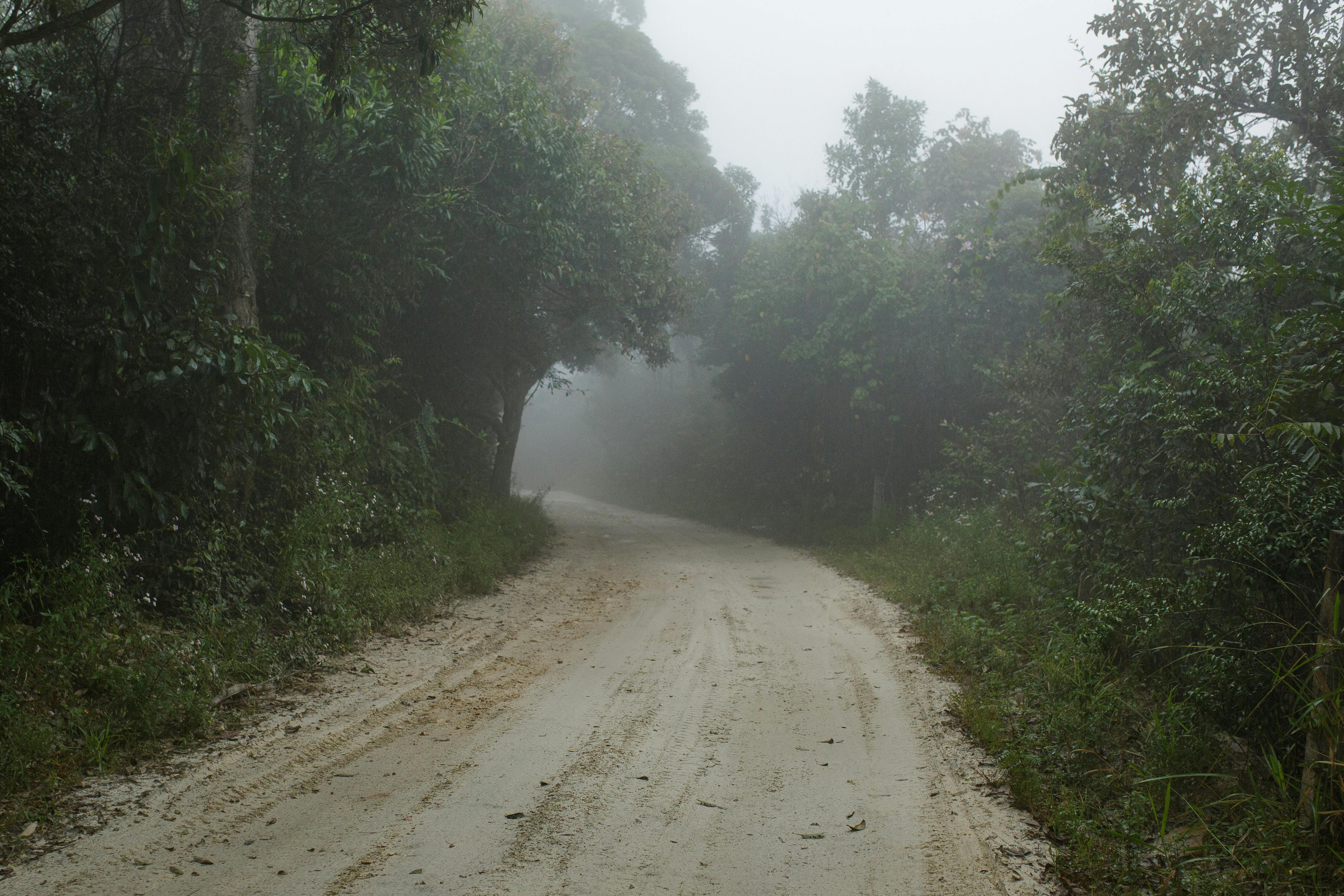 An Unpaved Forest Road · Free Stock Photo