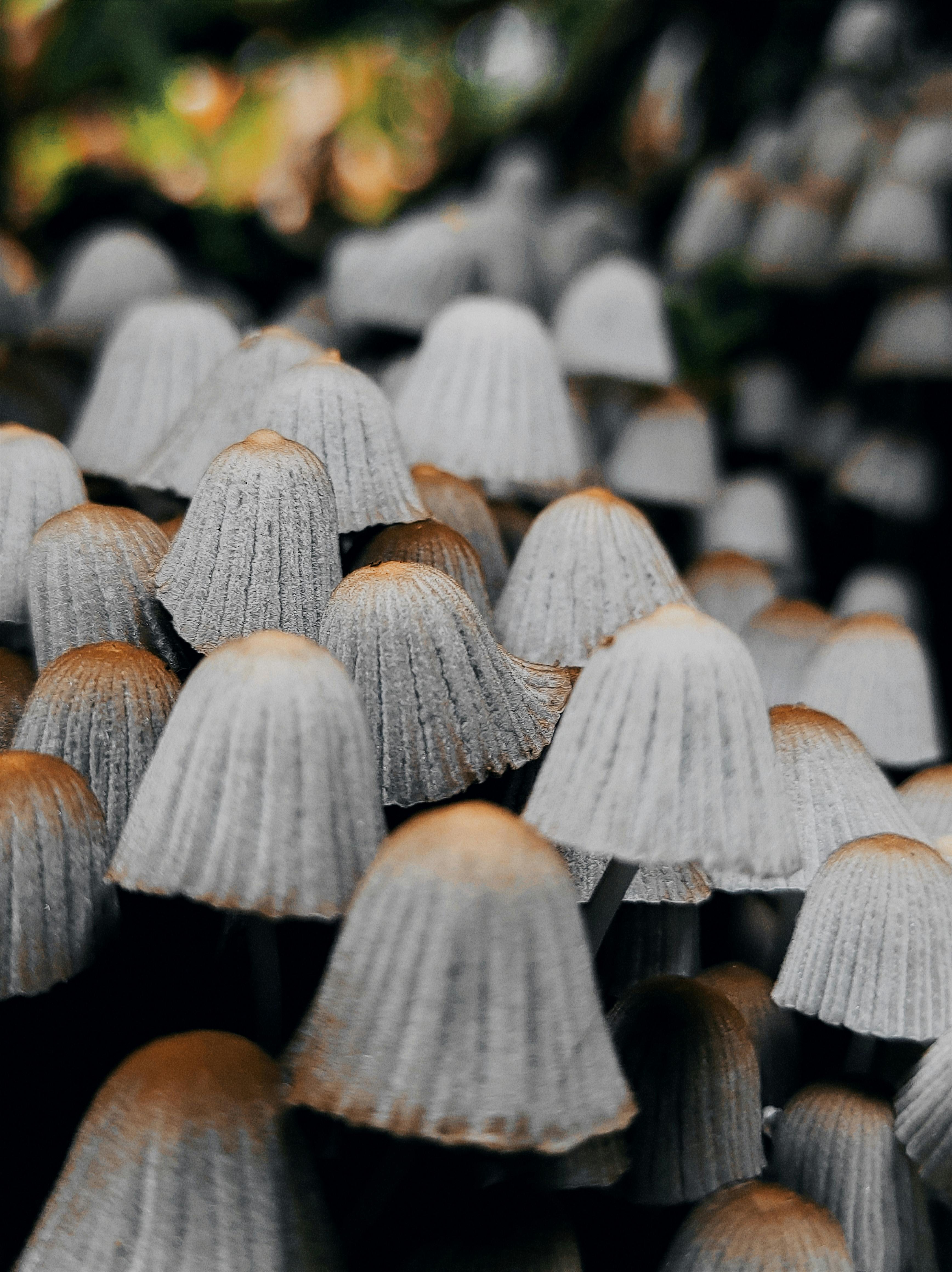 A Close-Up Shot of Mushrooms · Free Stock Photo