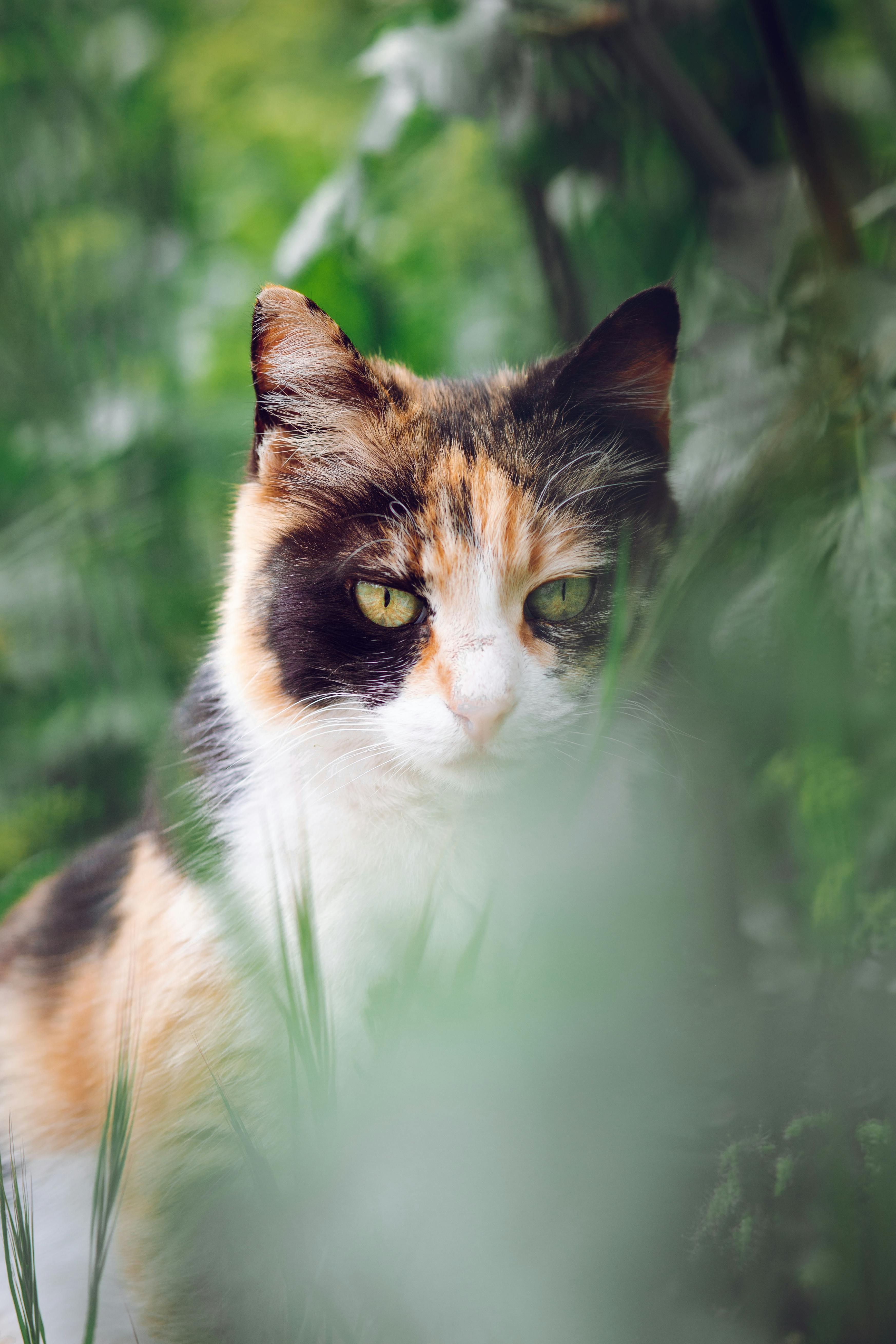 Foreground Photography Photos, Download The BEST Free Foreground ...