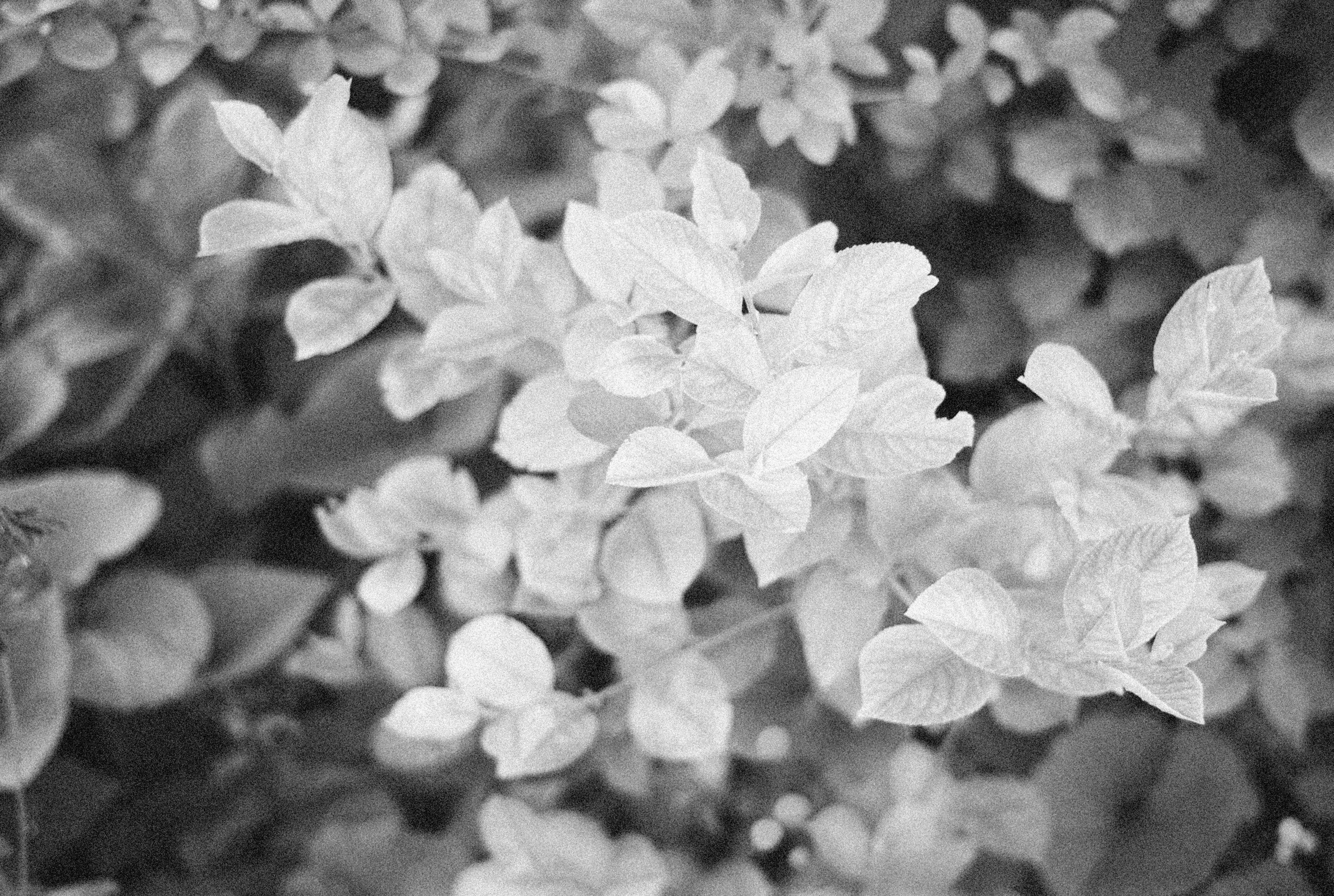 Black and White Photo of Leaves · Free Stock Photo