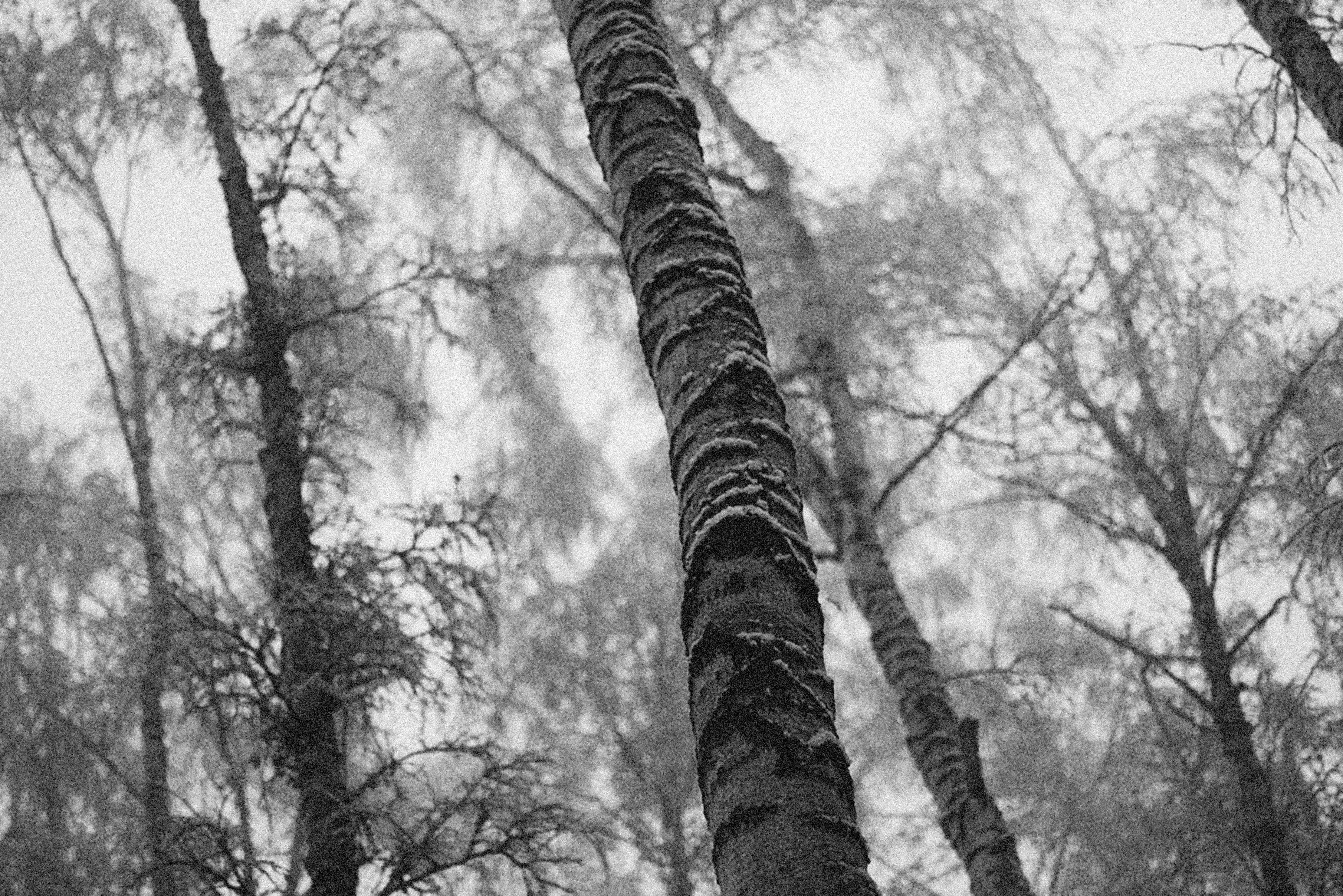 A Grayscale of Tall Trees · Free Stock Photo