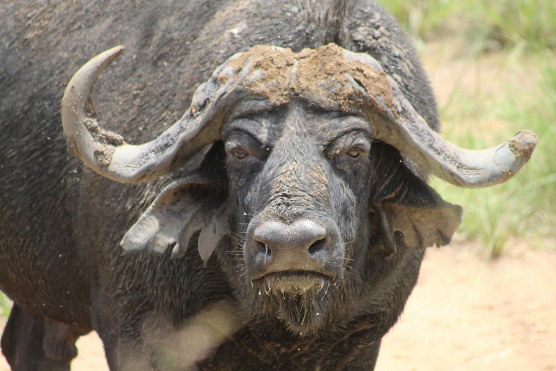 Free stock photo of animal photography, buffalo, bush
