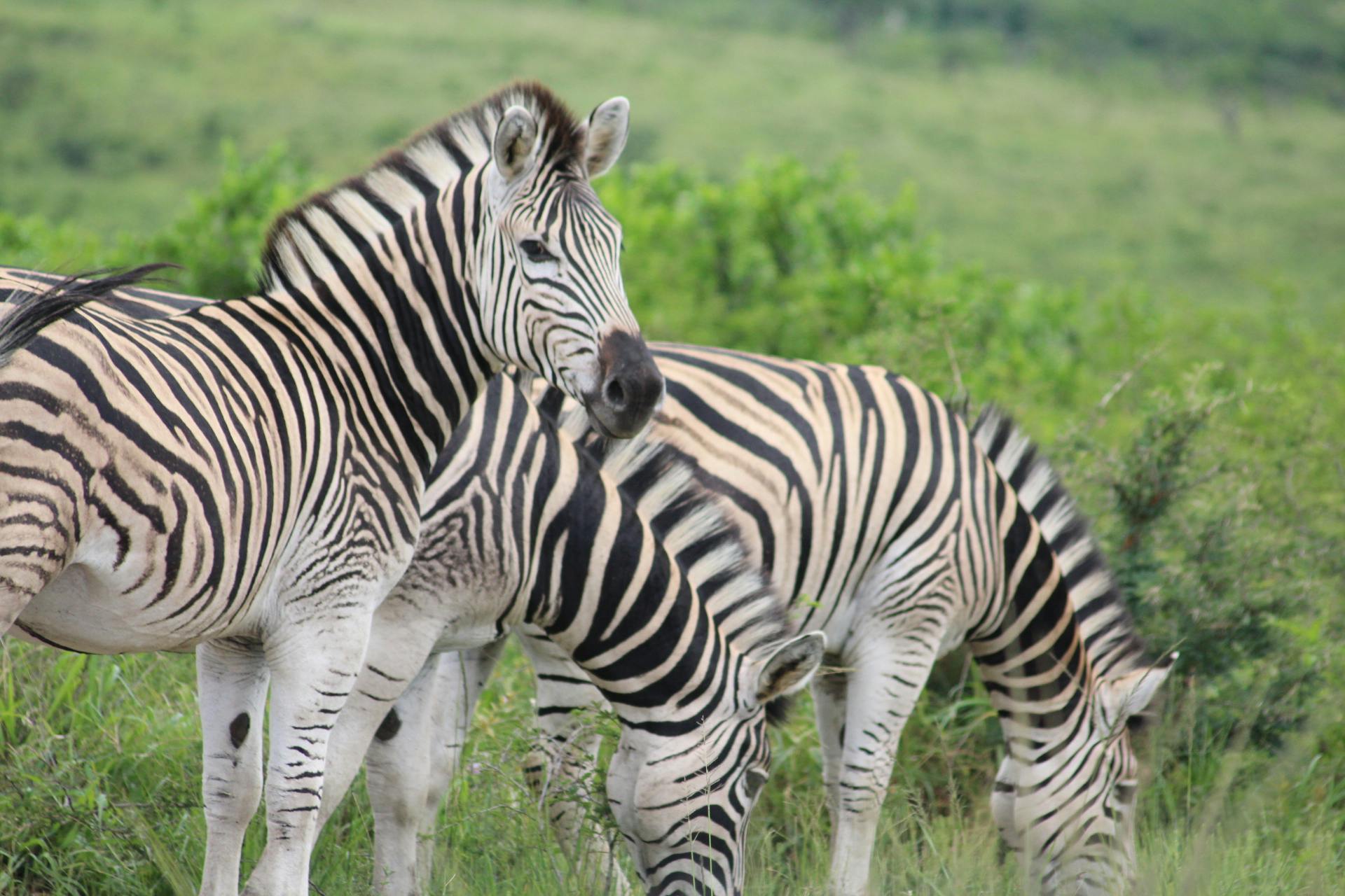Free stock photo of animal, calm waters, hippopotamus