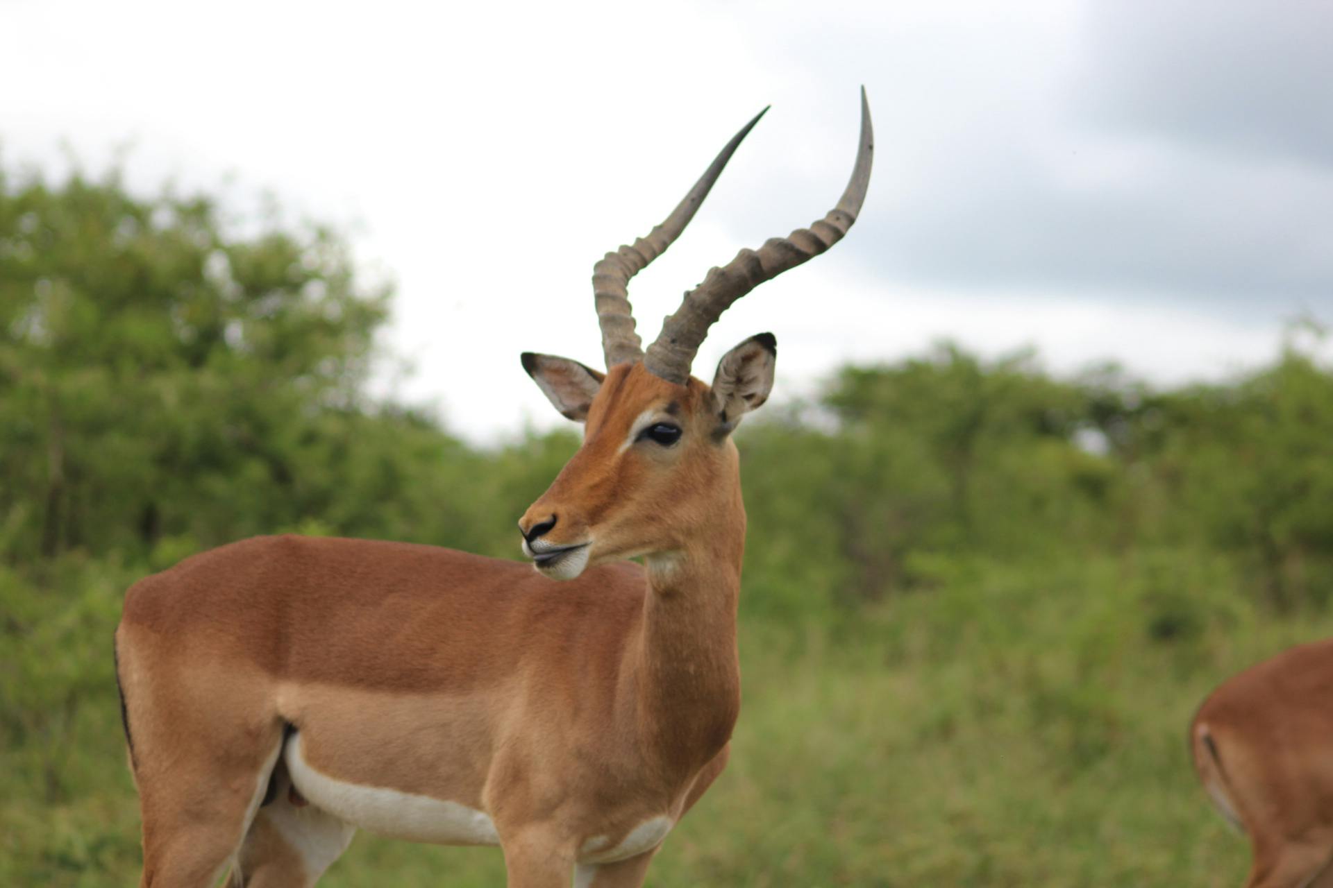 Free stock photo of animal, buck, bush