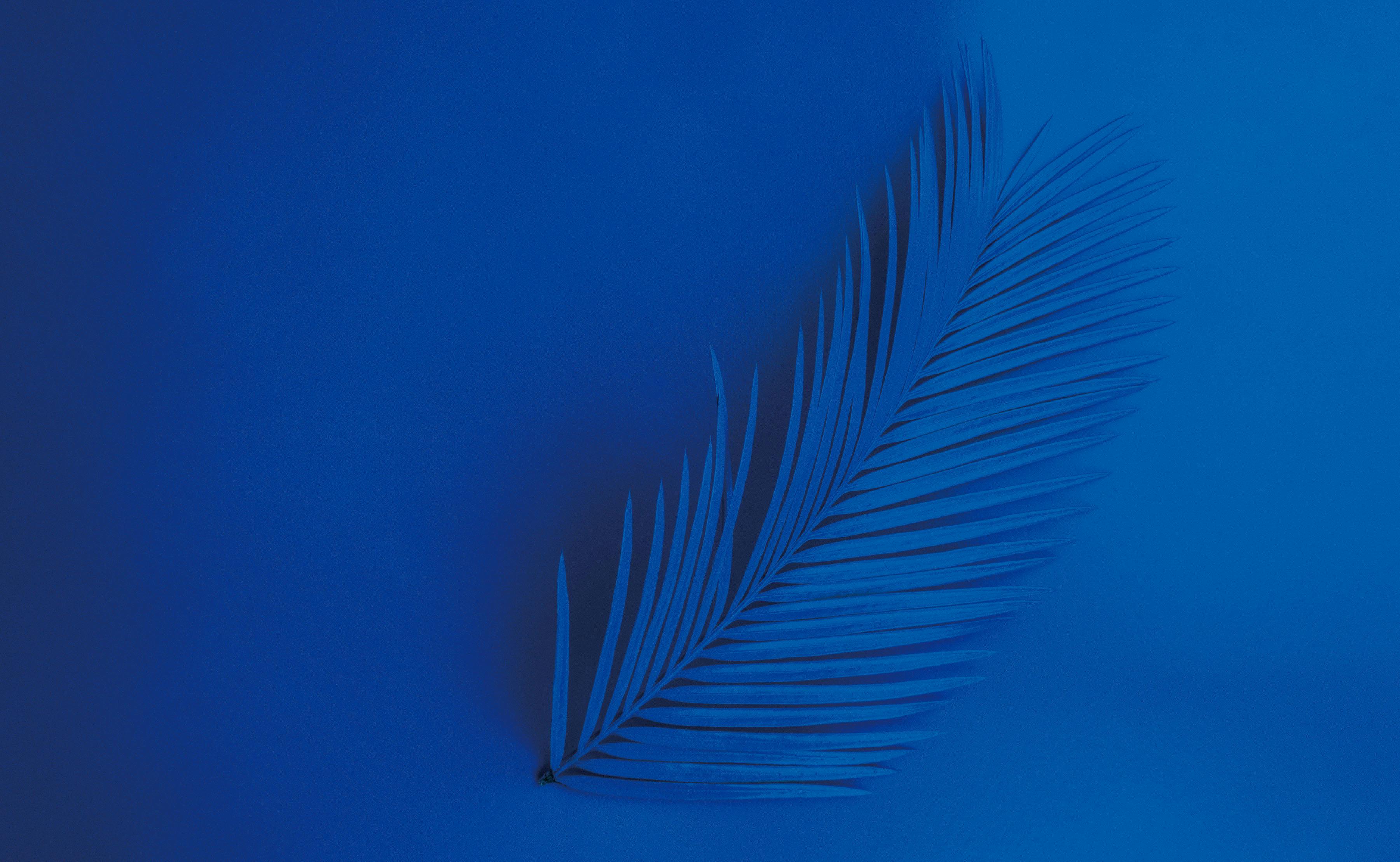 Palm Tree Leaf under Blue Light · Free Stock Photo