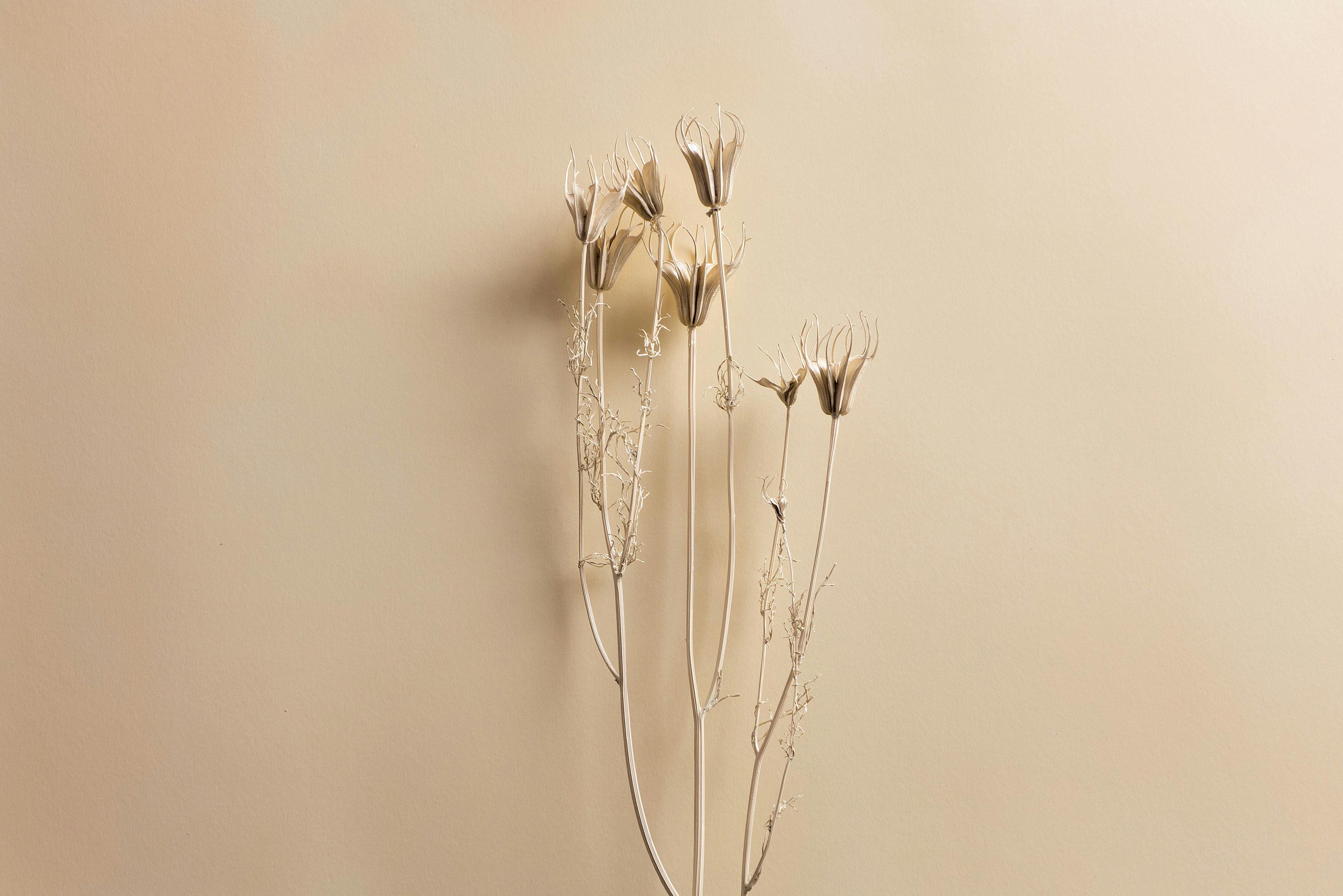 White Flower on a White Background · Free Stock Photo