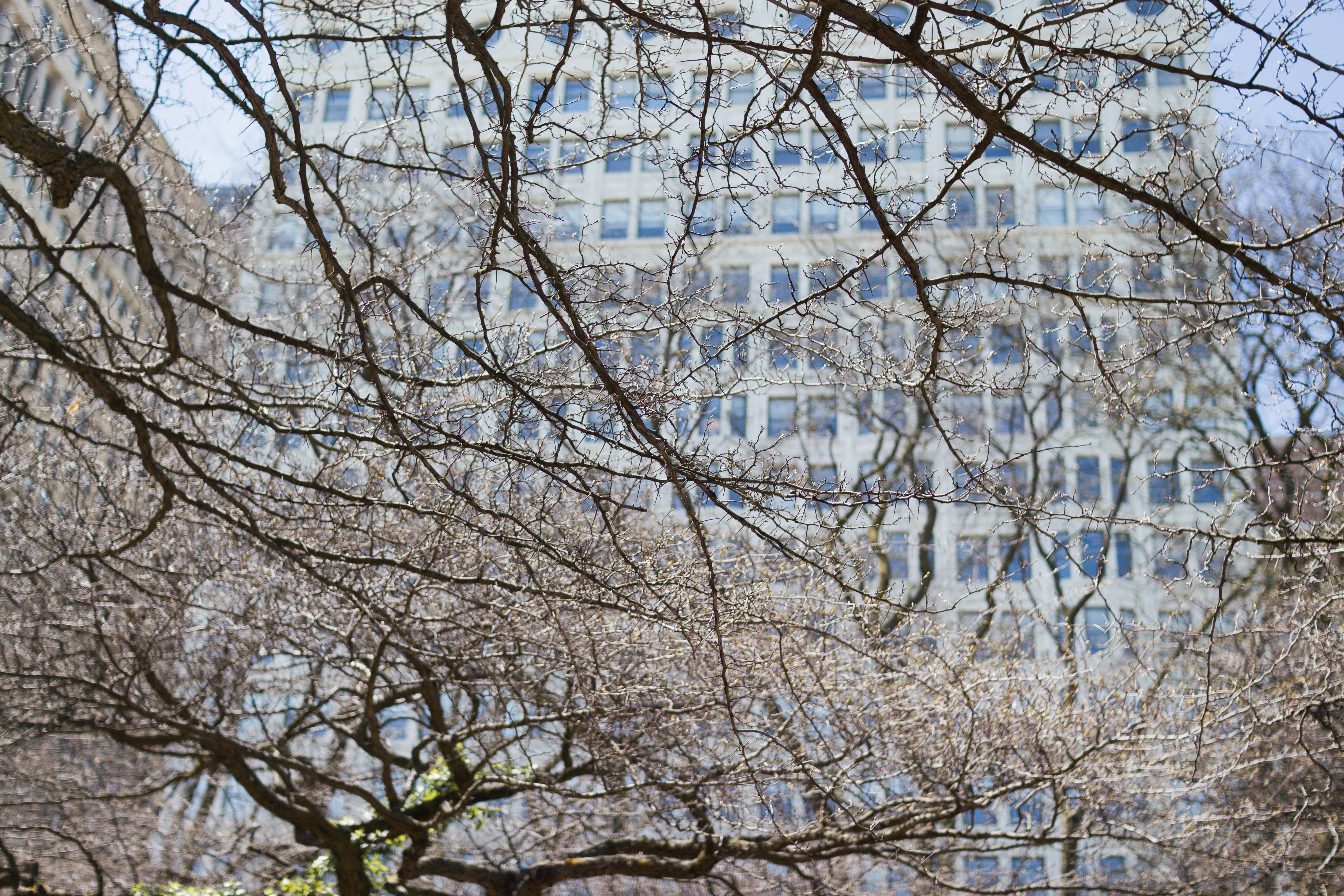 Building Branches Photos, Download The BEST Free Building Branches ...