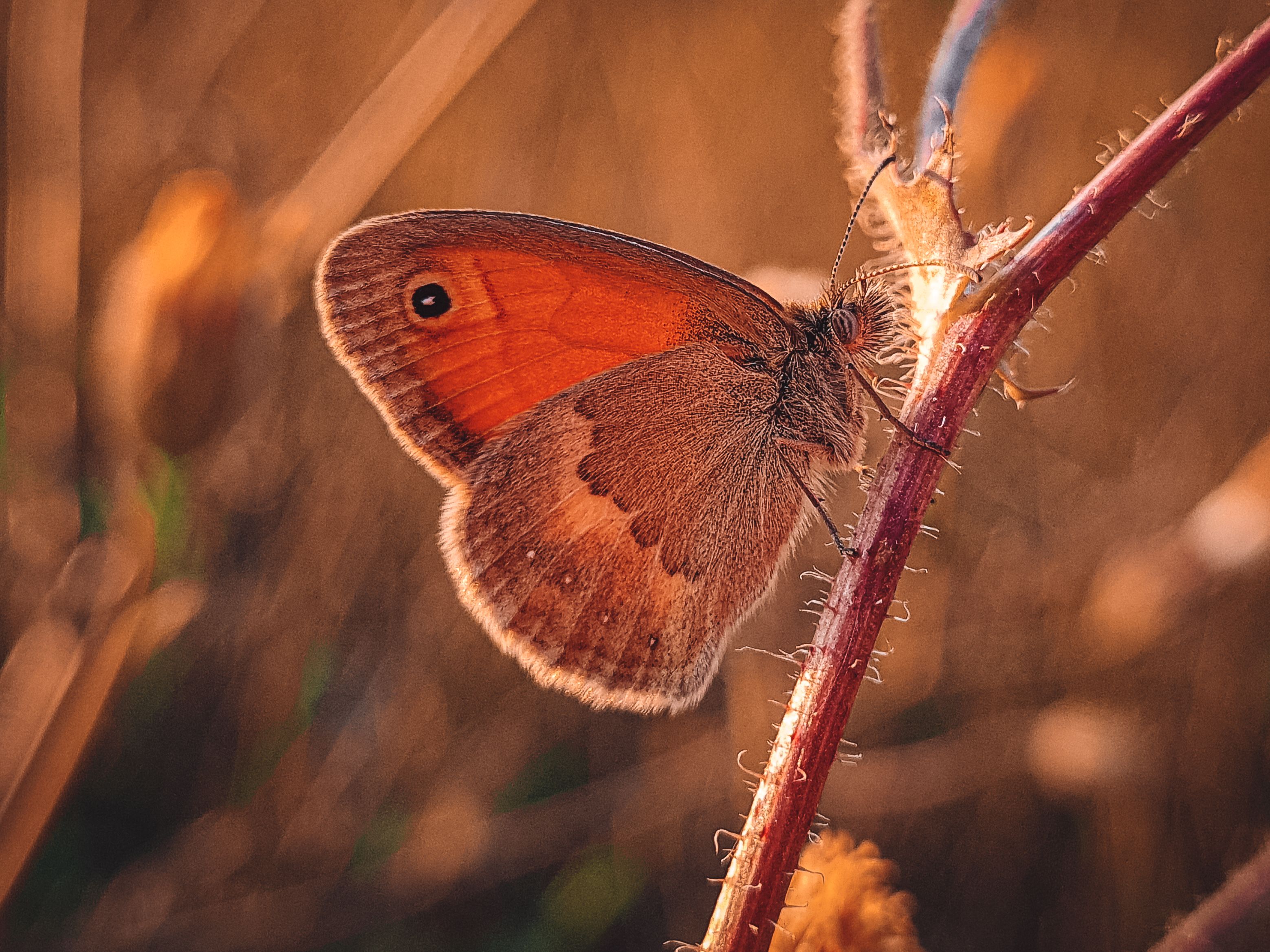 Common Ringlet Photos, Download The BEST Free Common Ringlet Stock ...