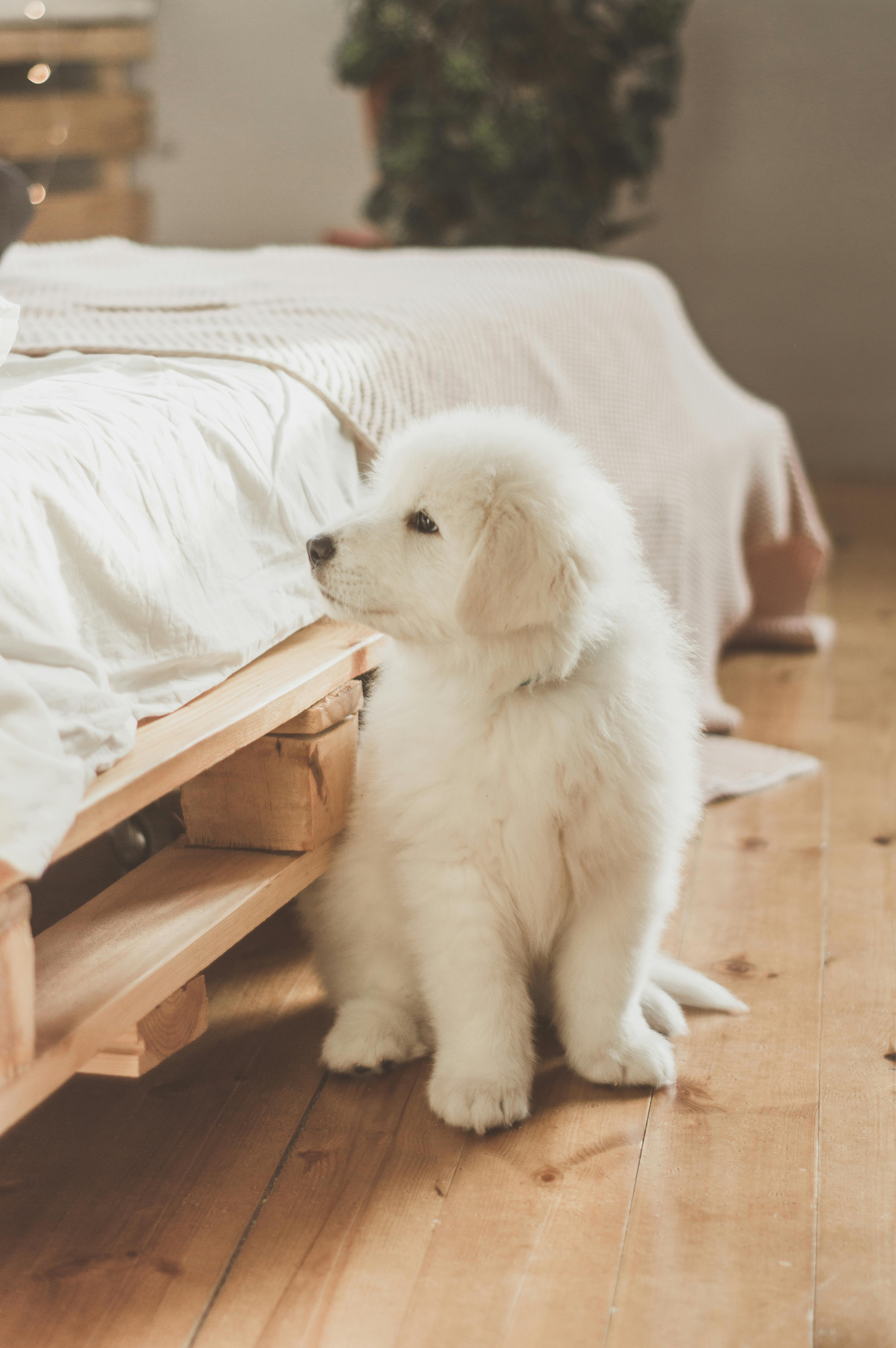 Great Pyrenees Photos, Download The BEST Free Great Pyrenees Stock ...