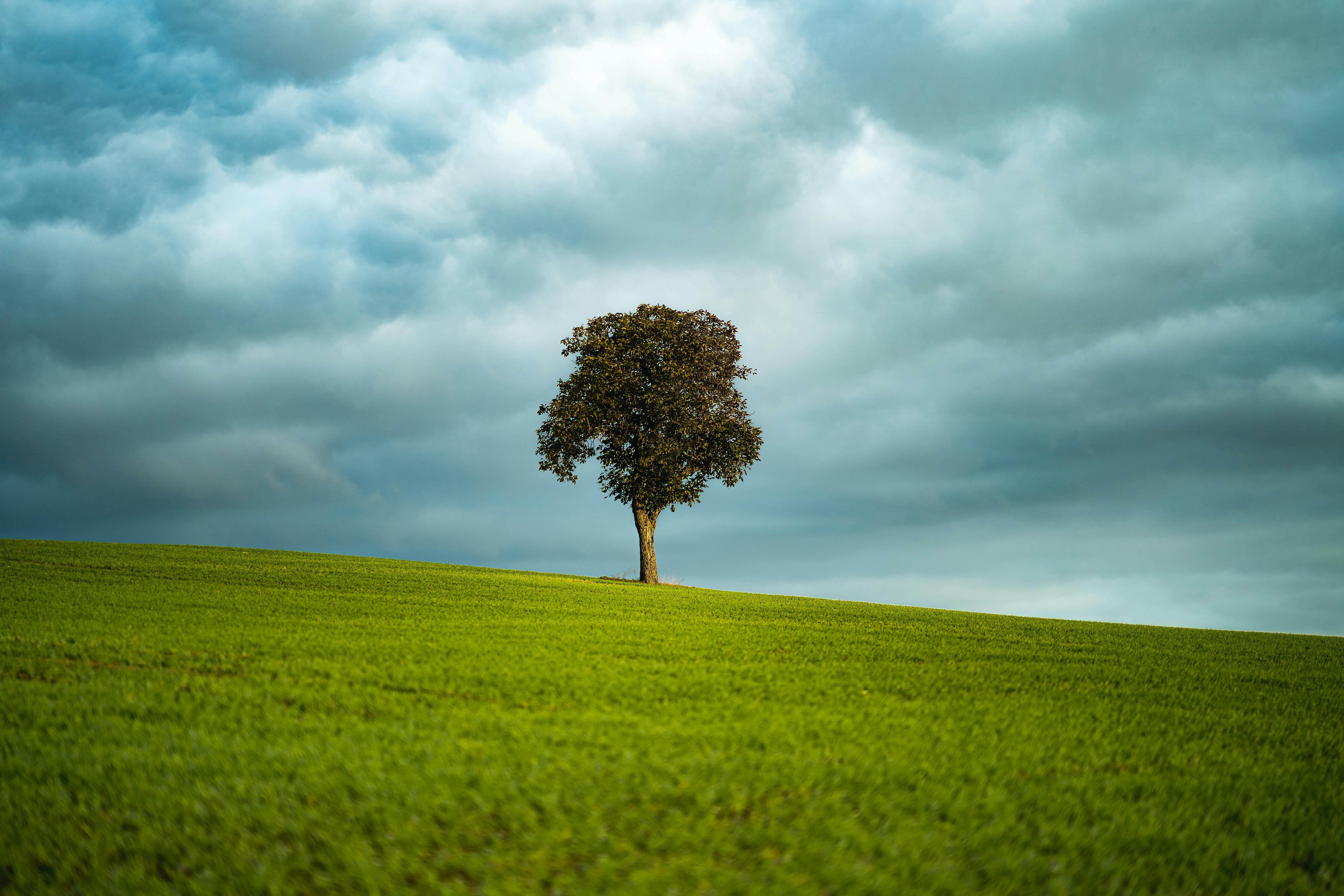 Lone Tree Photos, Download The BEST Free Lone Tree Stock Photos & HD Images
