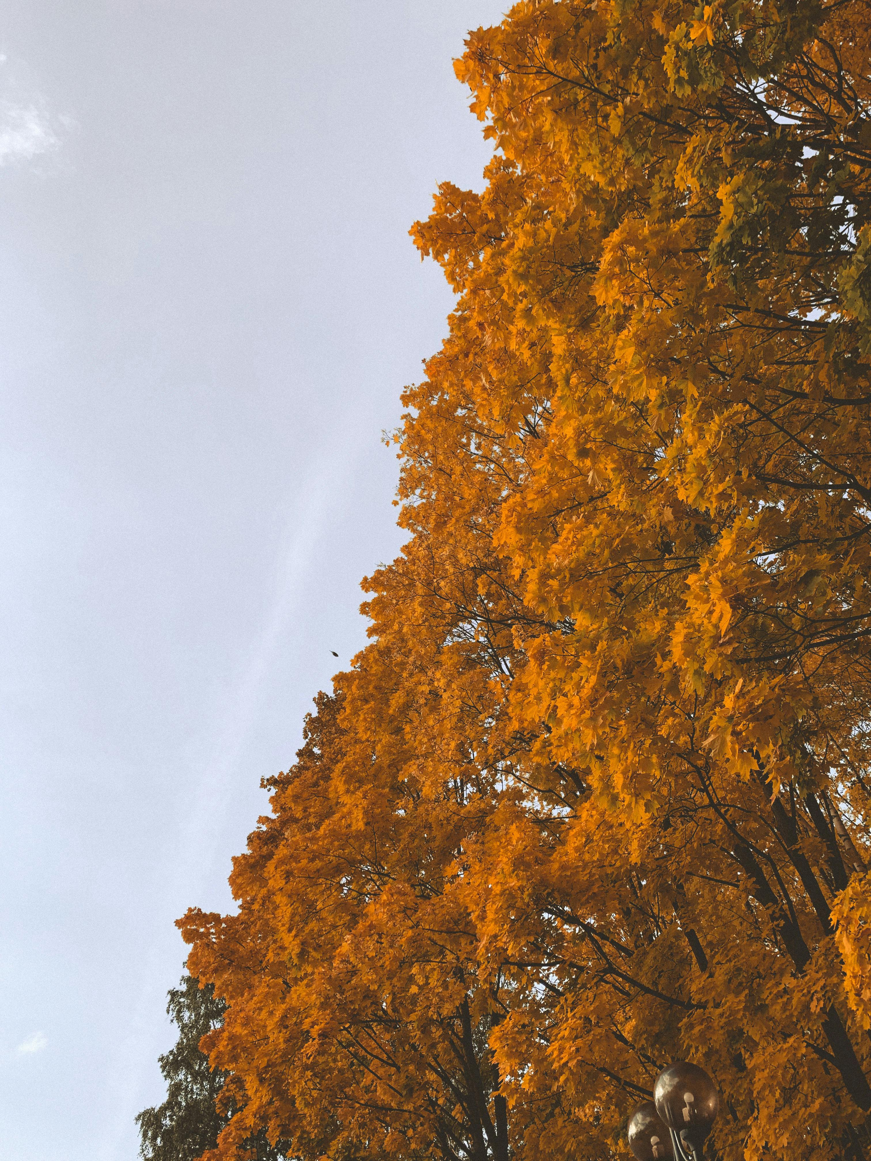 Yellow Leaf Tree Under the Clear White Sky · Free Stock Photo