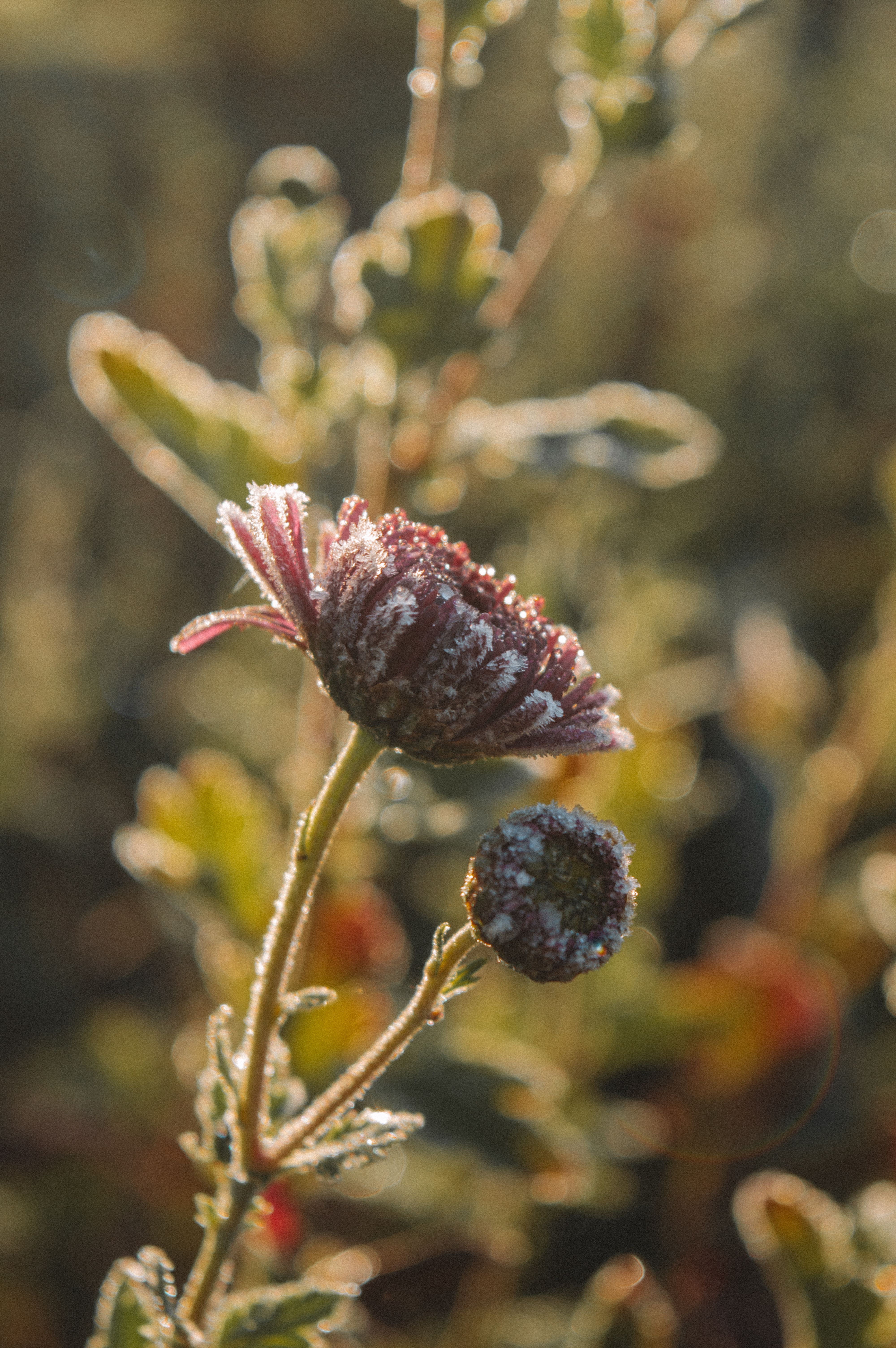 Close-up of a Frosted Flower · Free Stock Photo